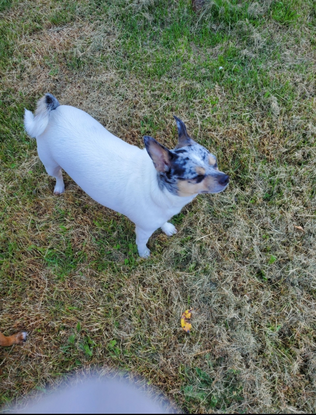 Benjie - A Male Dog Lost - 60th ave and silverton rd ne, Salem, Oregon ...