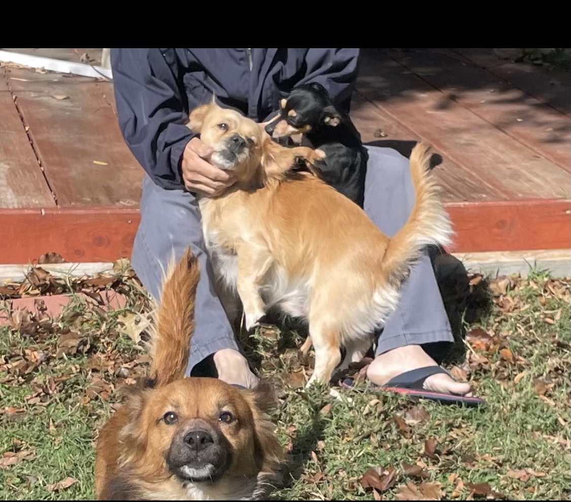 Kenny And Rambo - A Male Dog Lost - Prairie creek trl, Garland, Texas ...