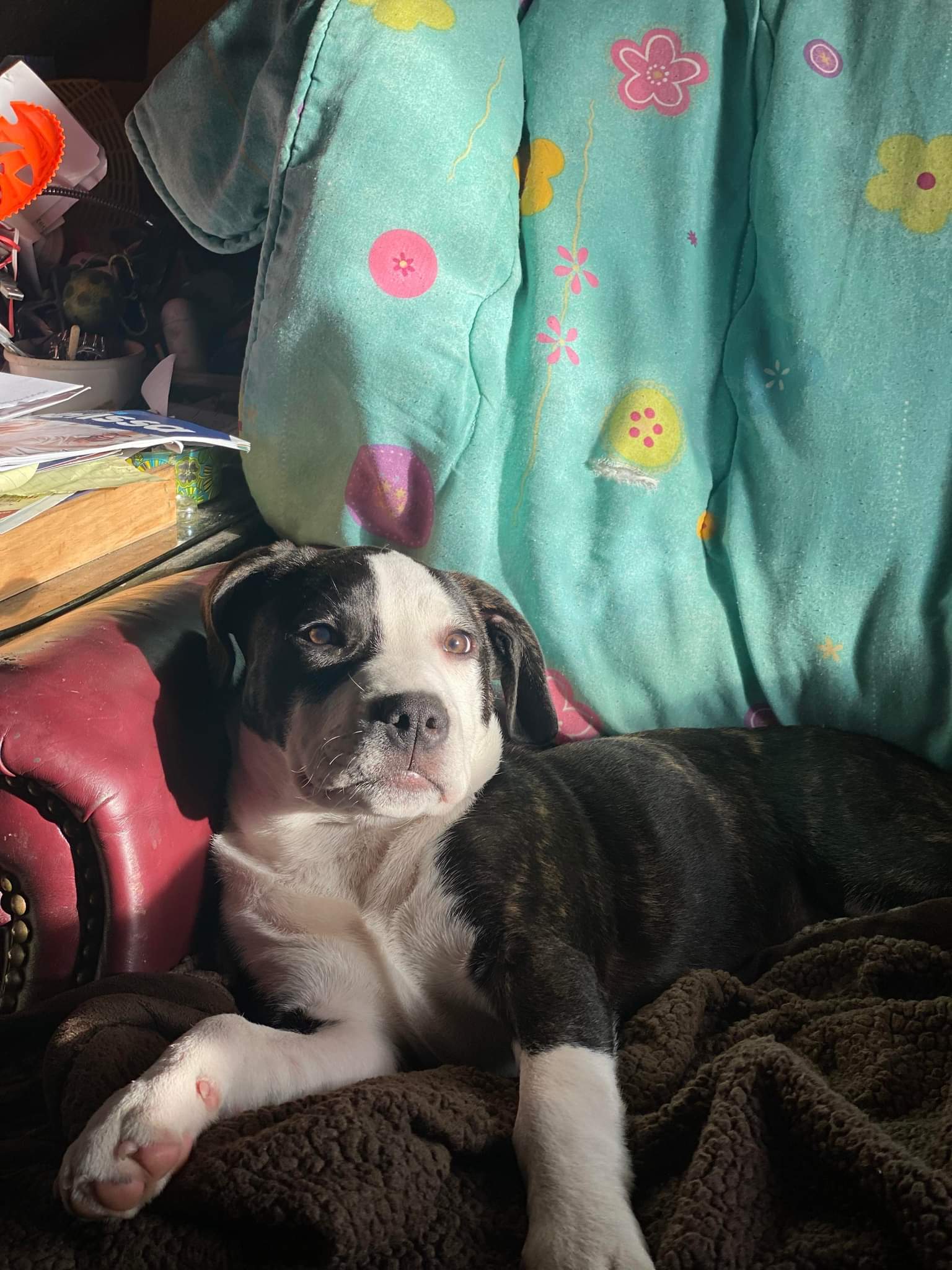 Rose Ivey - A Female Dog Lost - North Vancouver Way, Portland, Oregon ...