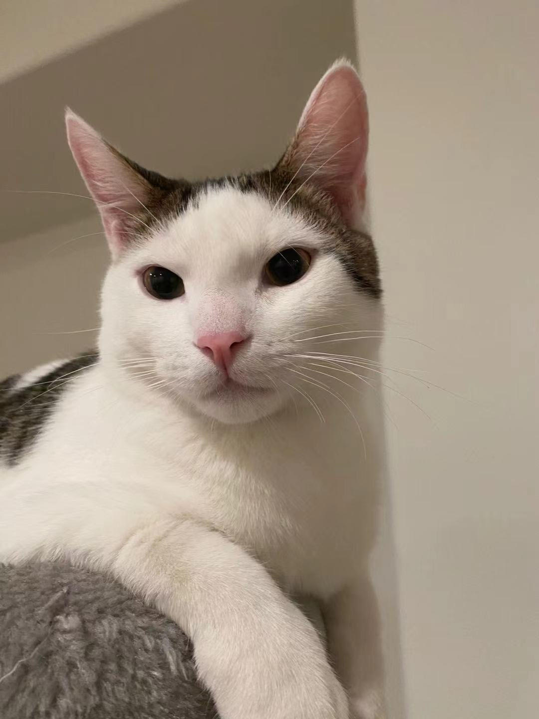 Gungun - A Male Cat Lost - 3008, Mayflower Avenue, Arcadia, California ...