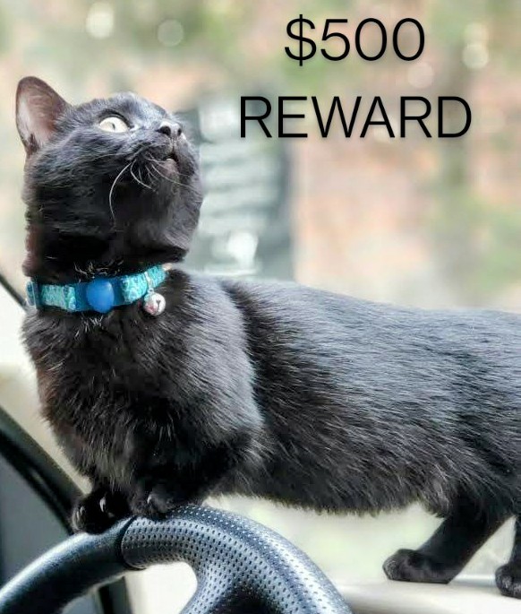 Oreo - A Male Cat Lost - Isles At Weston Avenue, Weston, Florida, 33332 ...