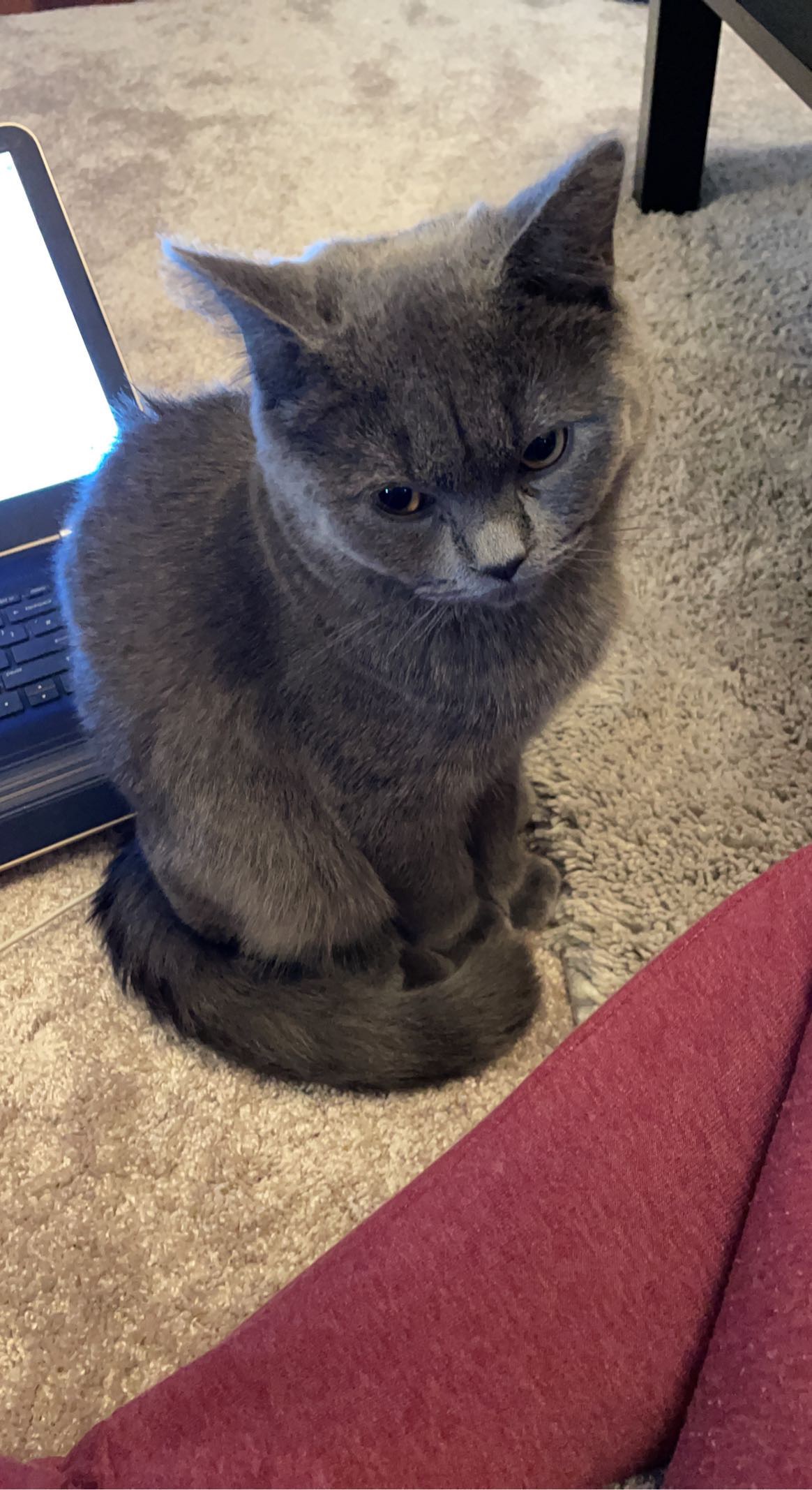 Milo - A Male Cat Lost - Rhodes Hill, Lees, England, OL4 5EA - PawMaw