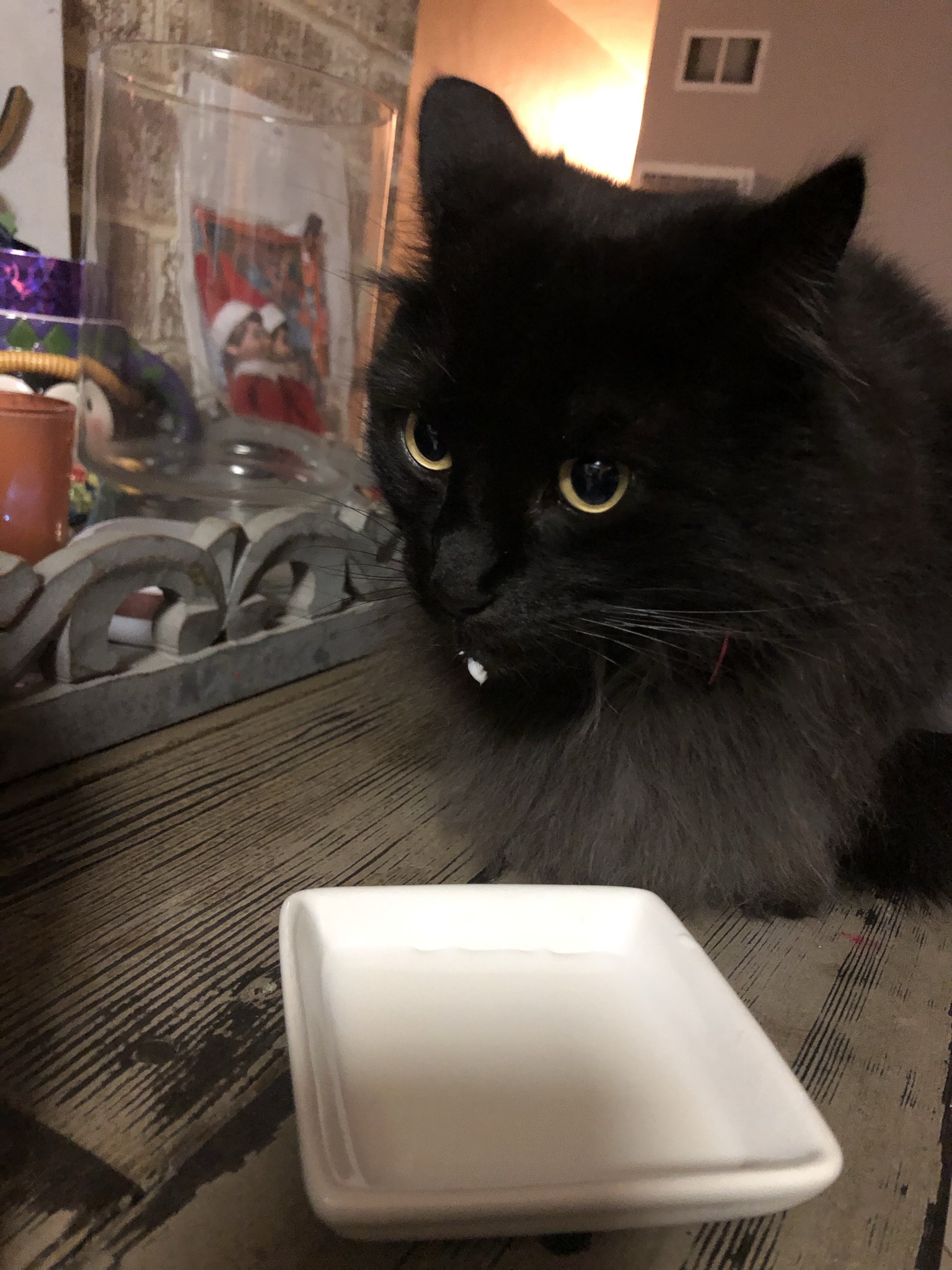 Oreo - A Female Cat Lost - Artesian st, San Diego, California, 92117 ...