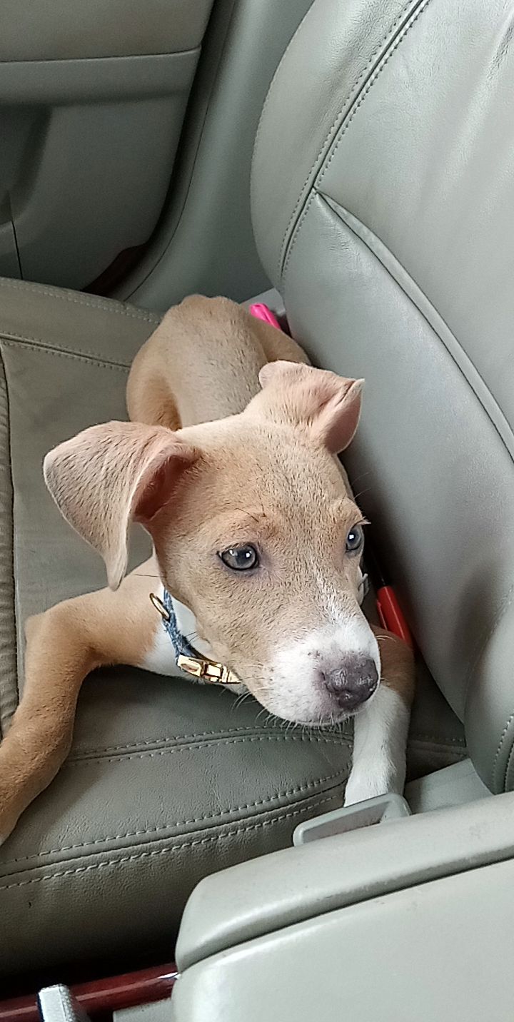 Athena Grace - A Female Dog Lost - Tuttle road, Goshen, Arkansas, 72762 ...