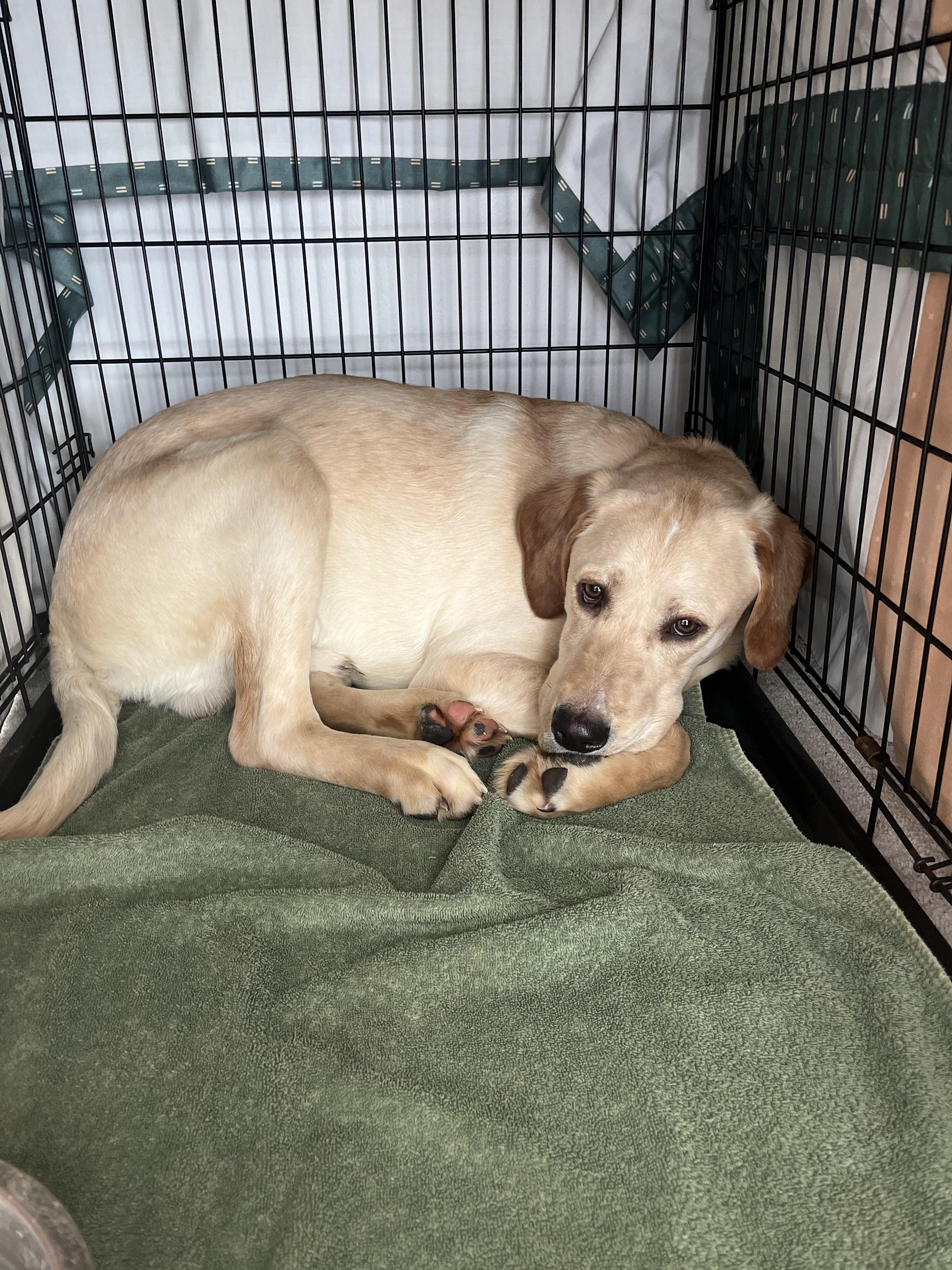 Gable - A Male Dog Reunited - Fort Street, Hays, Kansas, 67601 - PawMaw