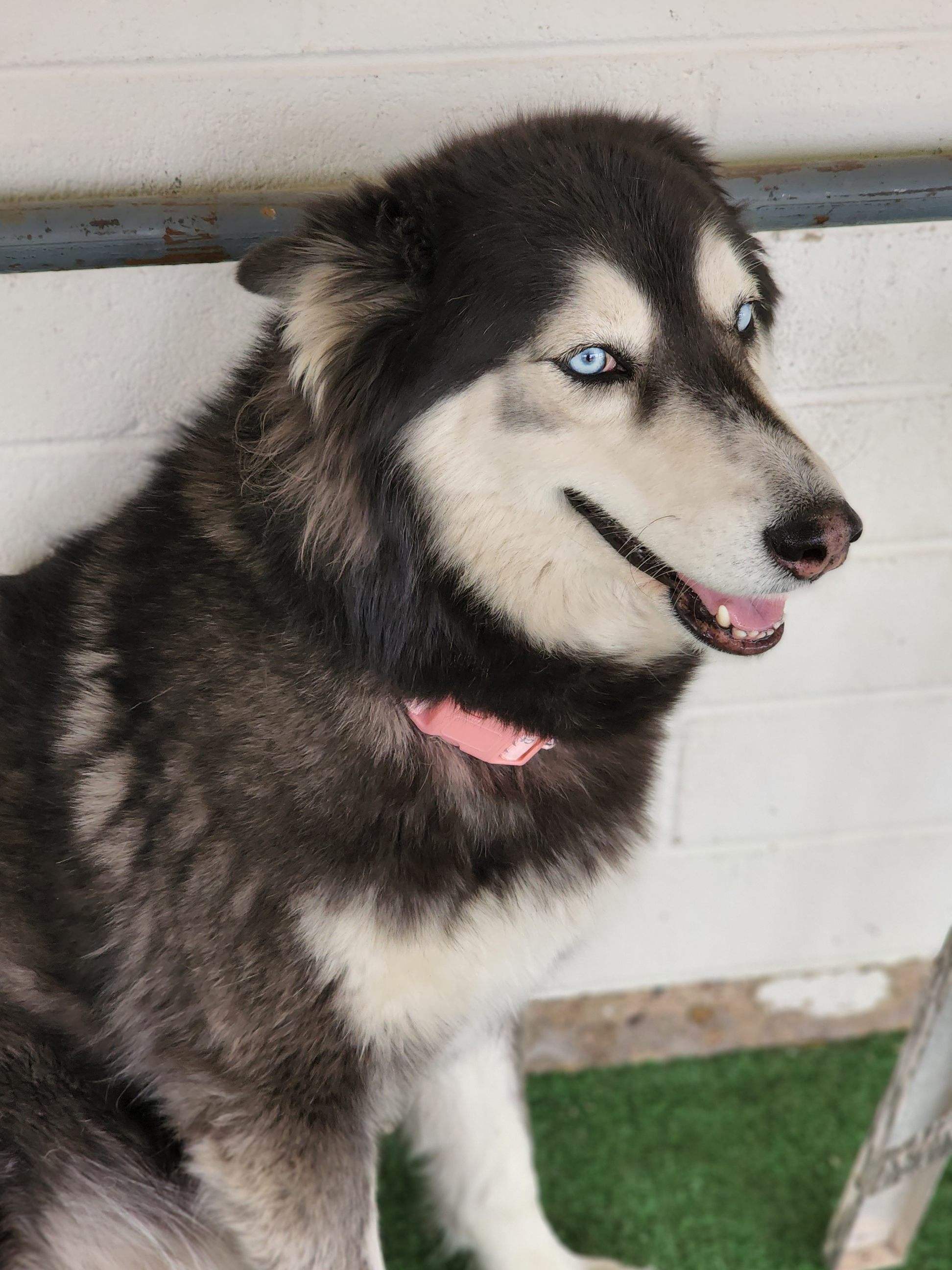 Timber - A Female Dog Lost - 59th and camelback, Glendale, Arizona ...