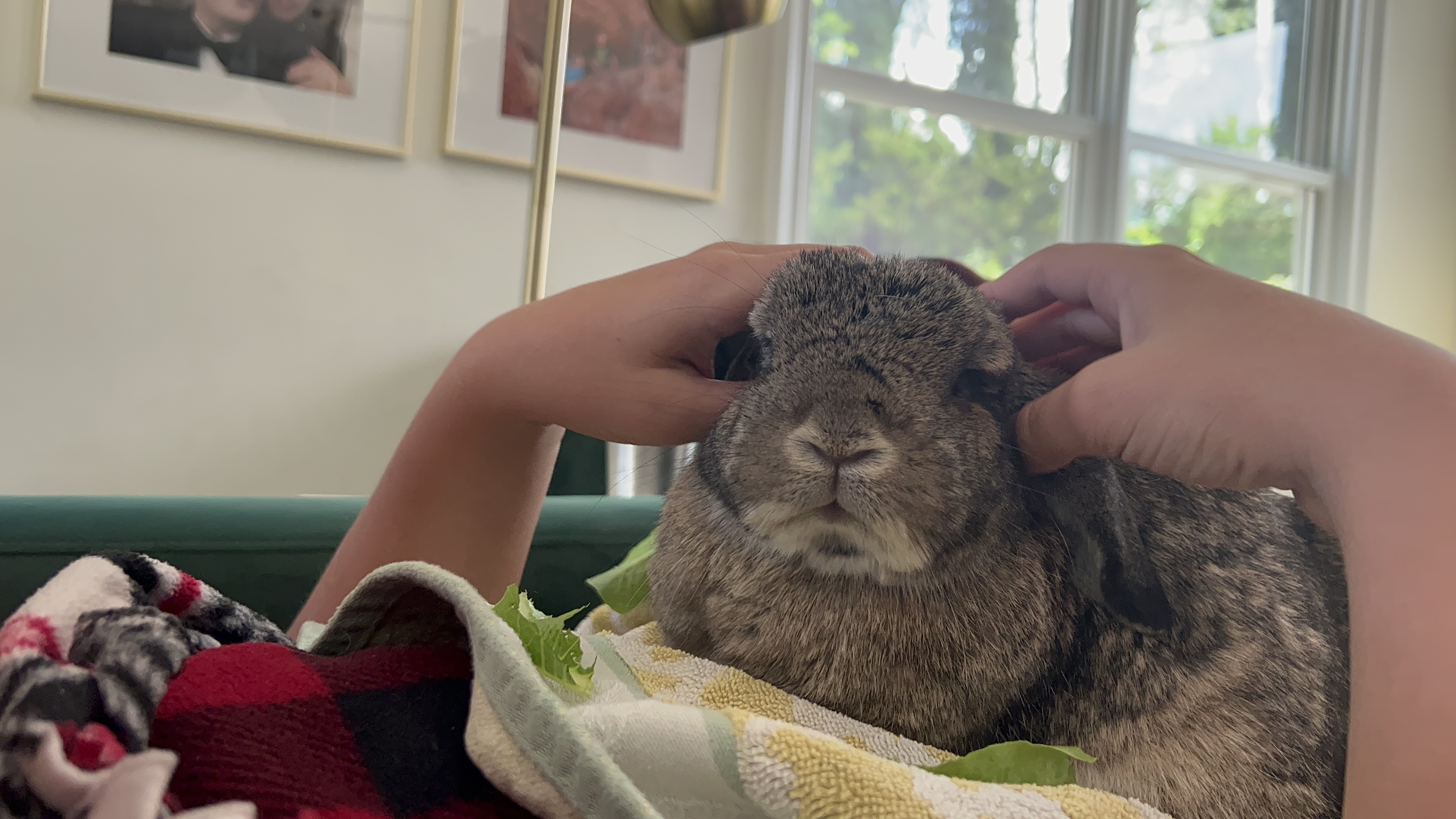 Wally - A Male Rabbit Lost - 18361 Hillcrest Ave, Villa Park ...