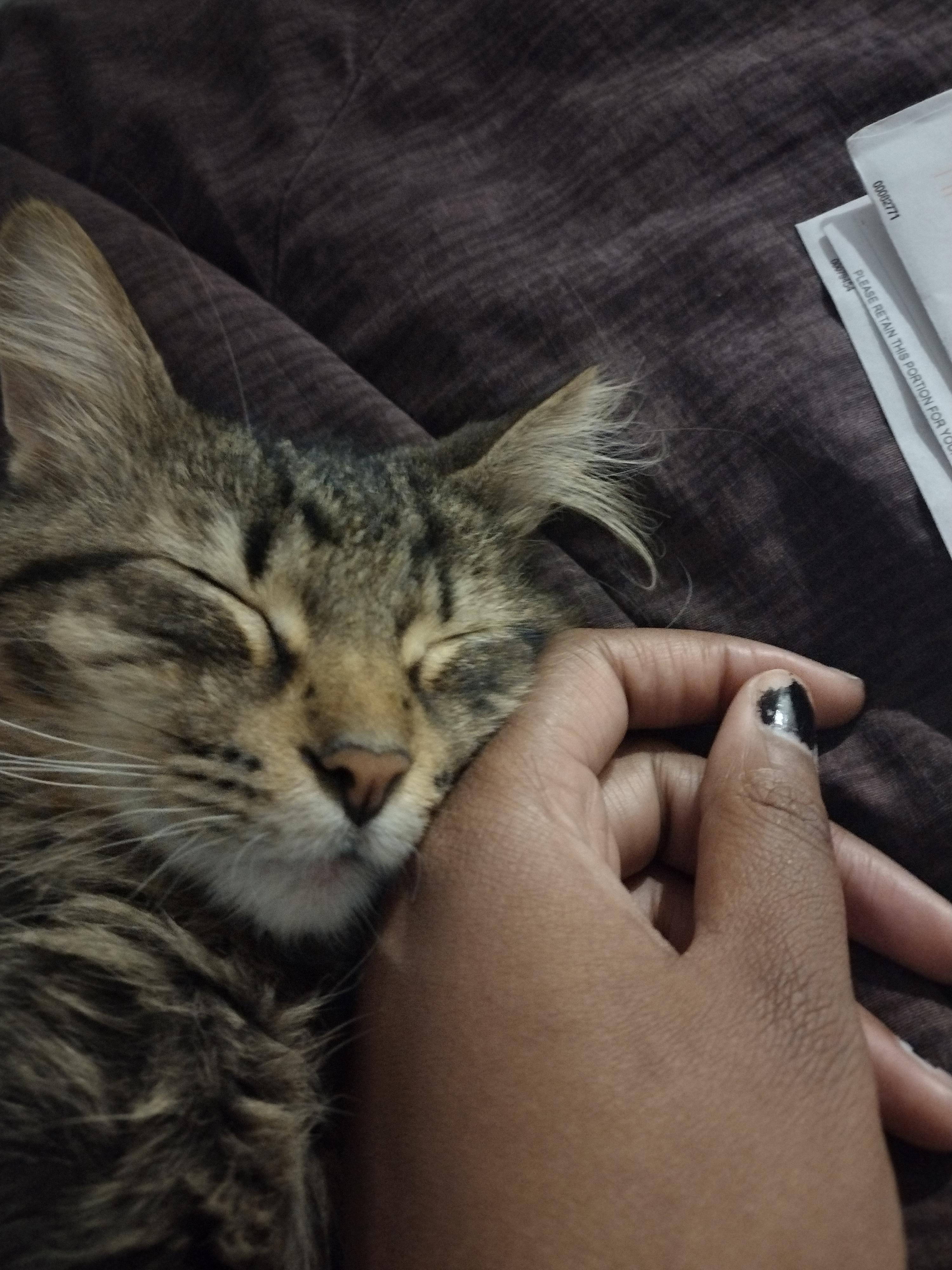 Simian - A Male Cat Lost - S State Avenue, Indianapolis, Indiana, 46203 ...