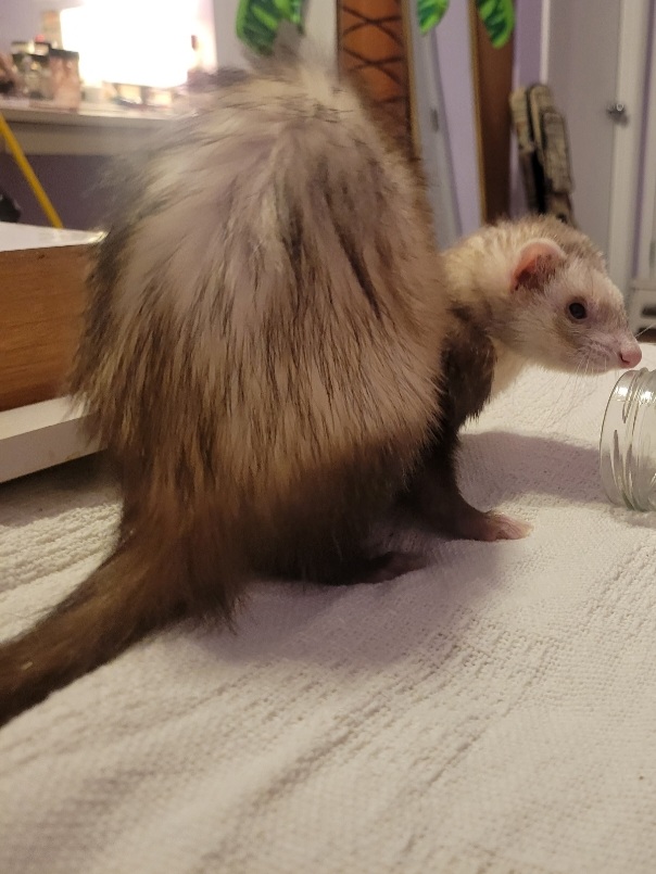 Estrella - A Female Ferret Lost - 47, Paley Road, Franklin Township ...
