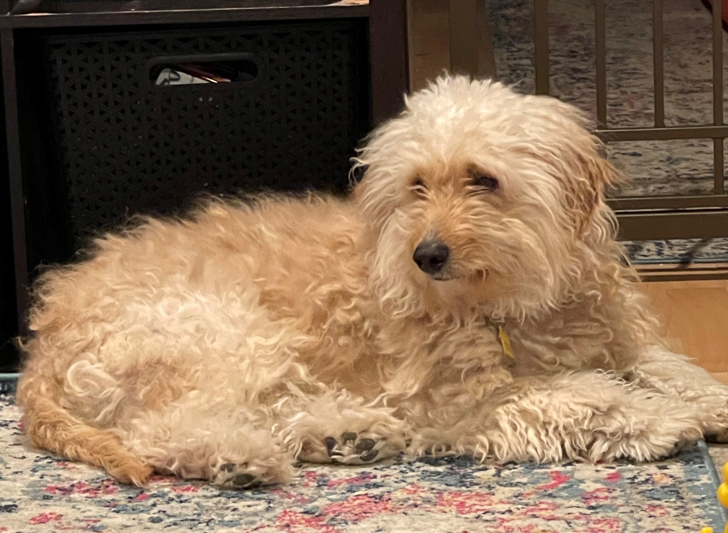 Shadow - A Male Dog Lost - Camden Ave, Los Gatos, California, 95032 ...