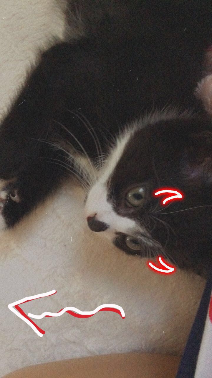 Oreo - A Male Cat Lost - Rue Louis Coenen, Saint-Gilles, Bruxelles ...