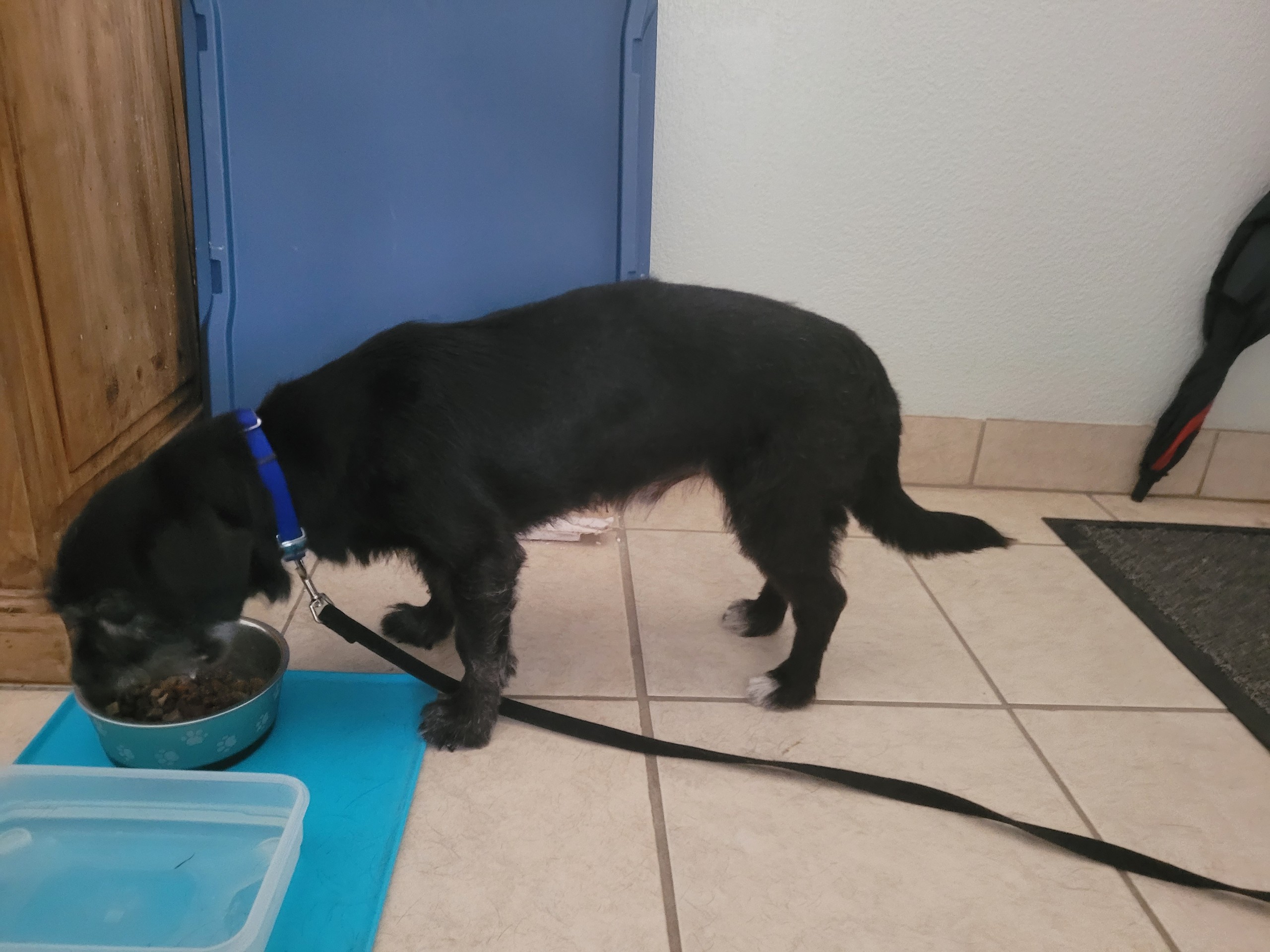 Titere - A Male Dog Lost - 5100, Lahoma Street, Dallas, Texas, 75235 ...