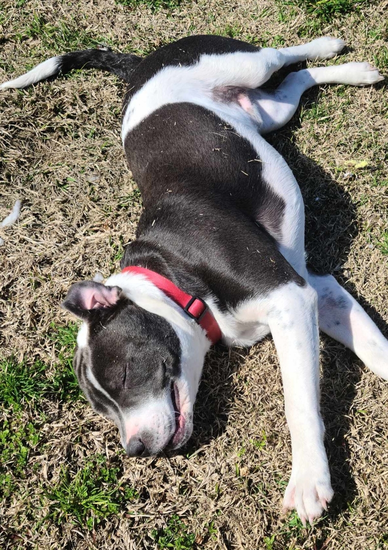 Lokey - A Male Dog Lost - Vox Highway, , South Carolina, 29555 - PawMaw