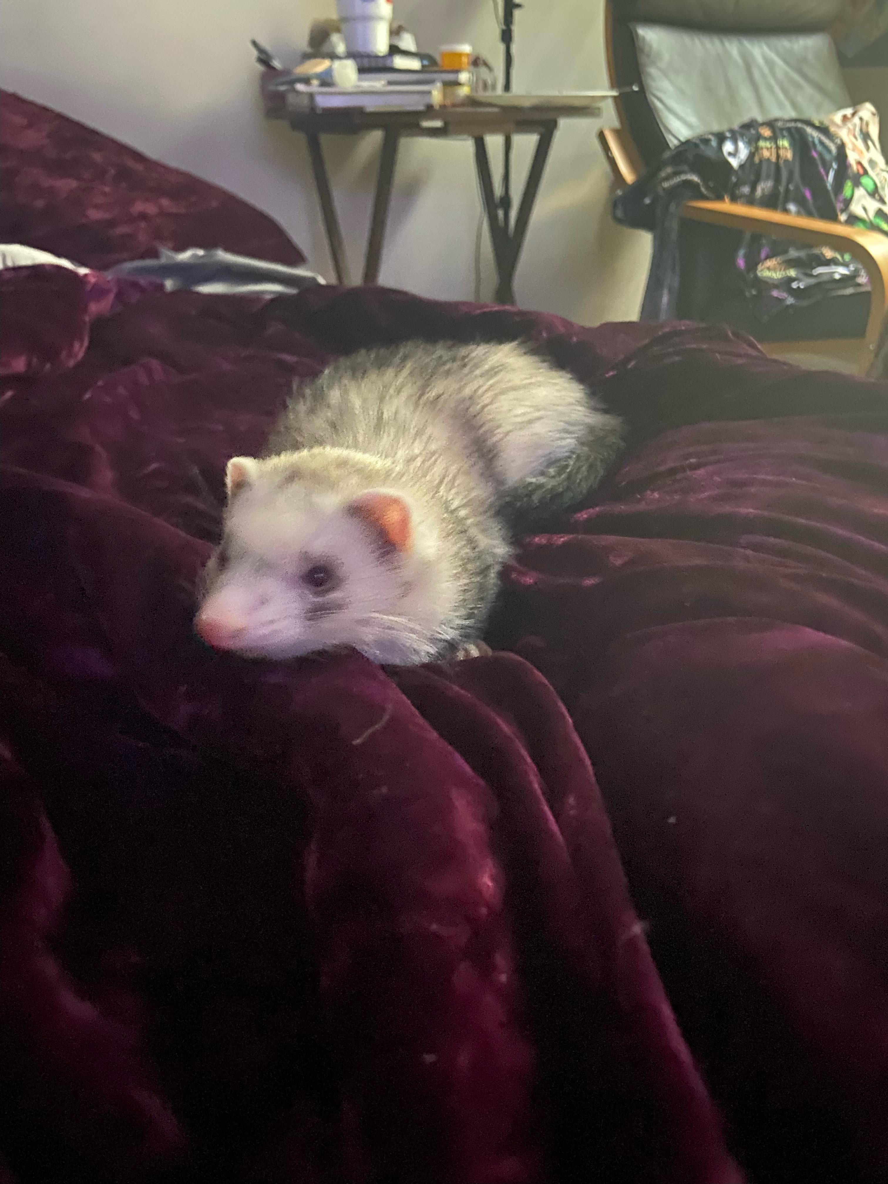 Coco - A Female Ferret Lost - 743, South Mills Avenue, Orlando, Florida ...