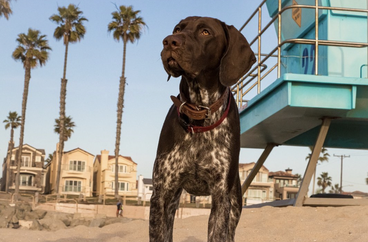 Jager - A Male Dog Lost - Lave Avenue, Long Beach, California, 90815 ...