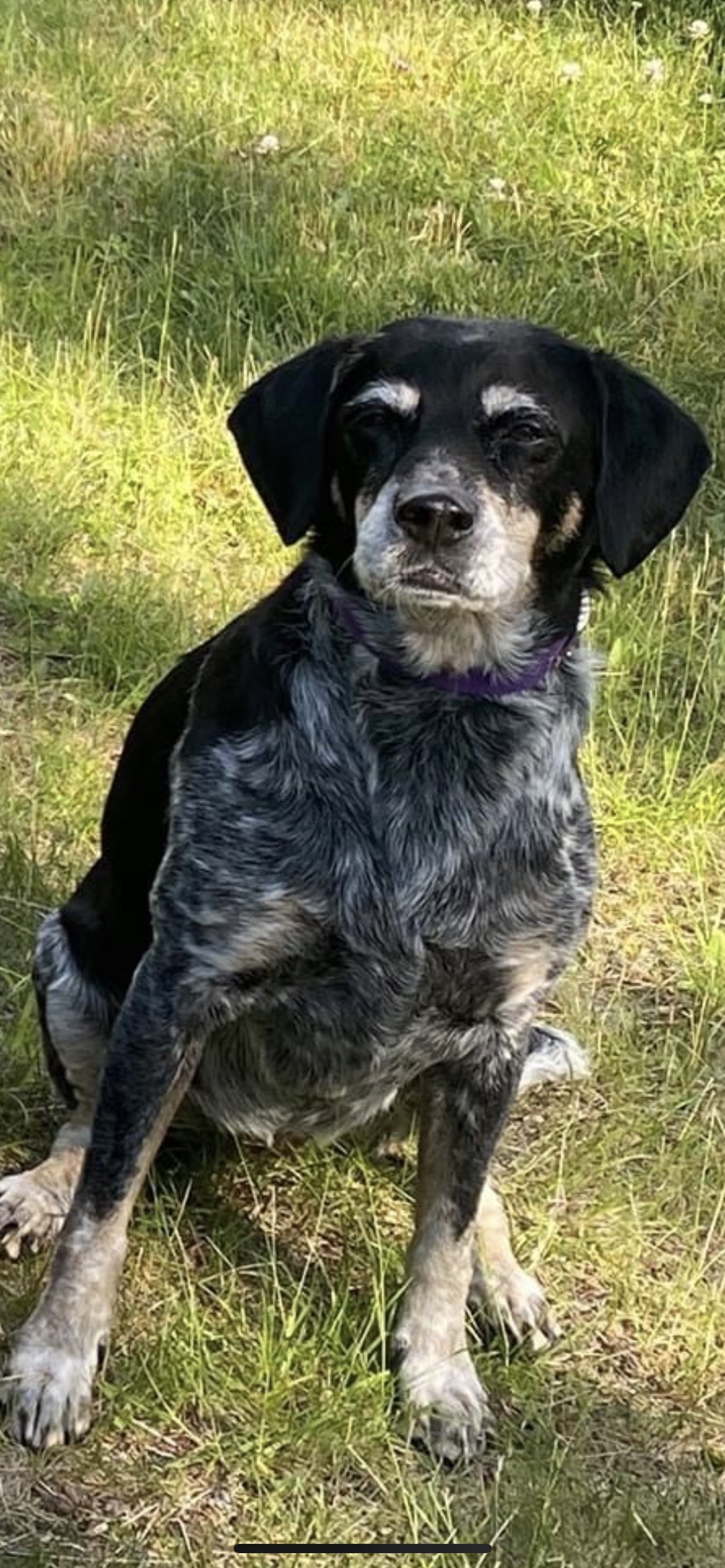 Snickers. Aka Snix, Nee-nee - A Female Dog Lost - County Highway D ...