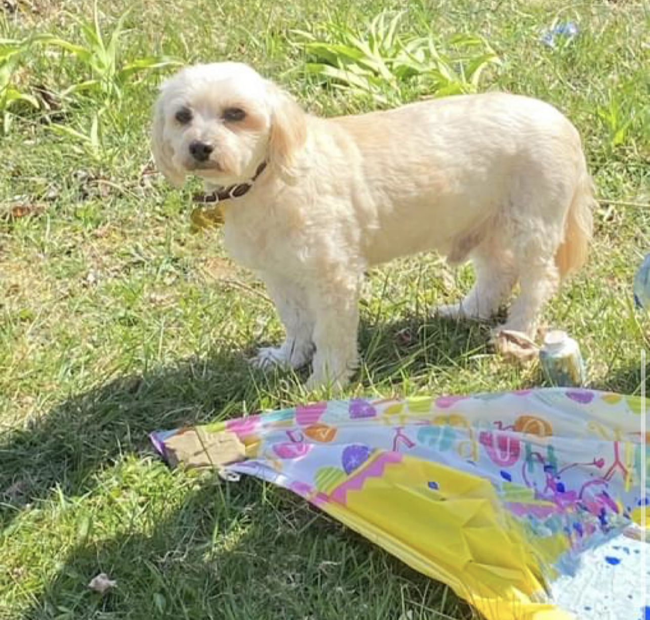 Diesel - A Male Dog Lost - Curry Hollow Road, West Mifflin ...