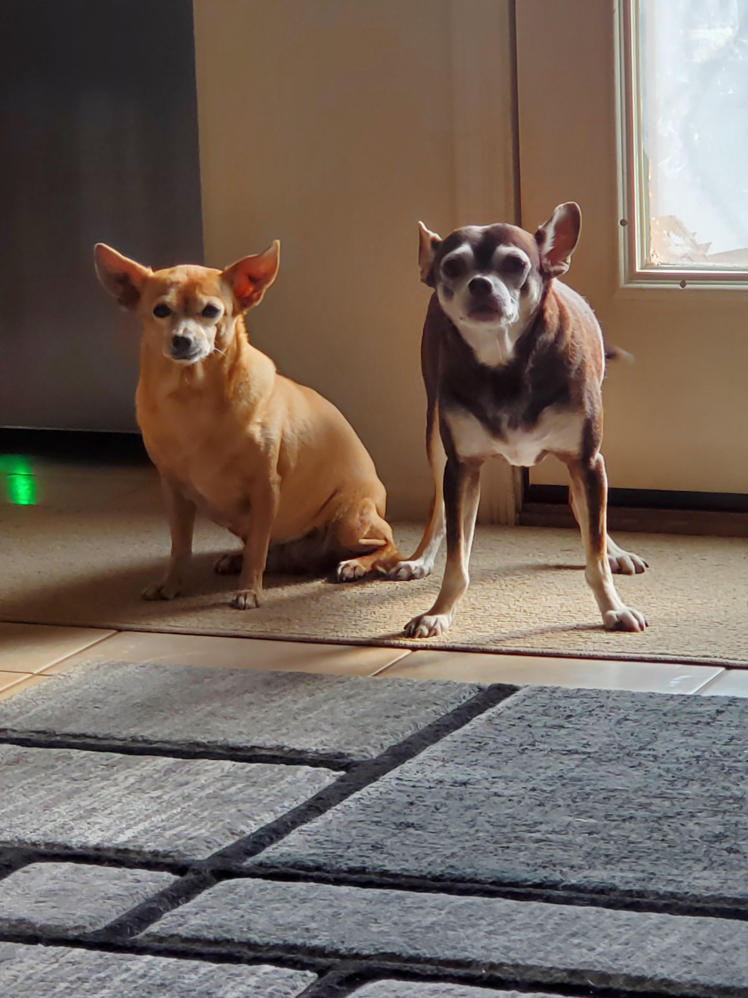 Nova - A Female Dog Lost - 3535, North Estrella Road, Eloy, Arizona ...