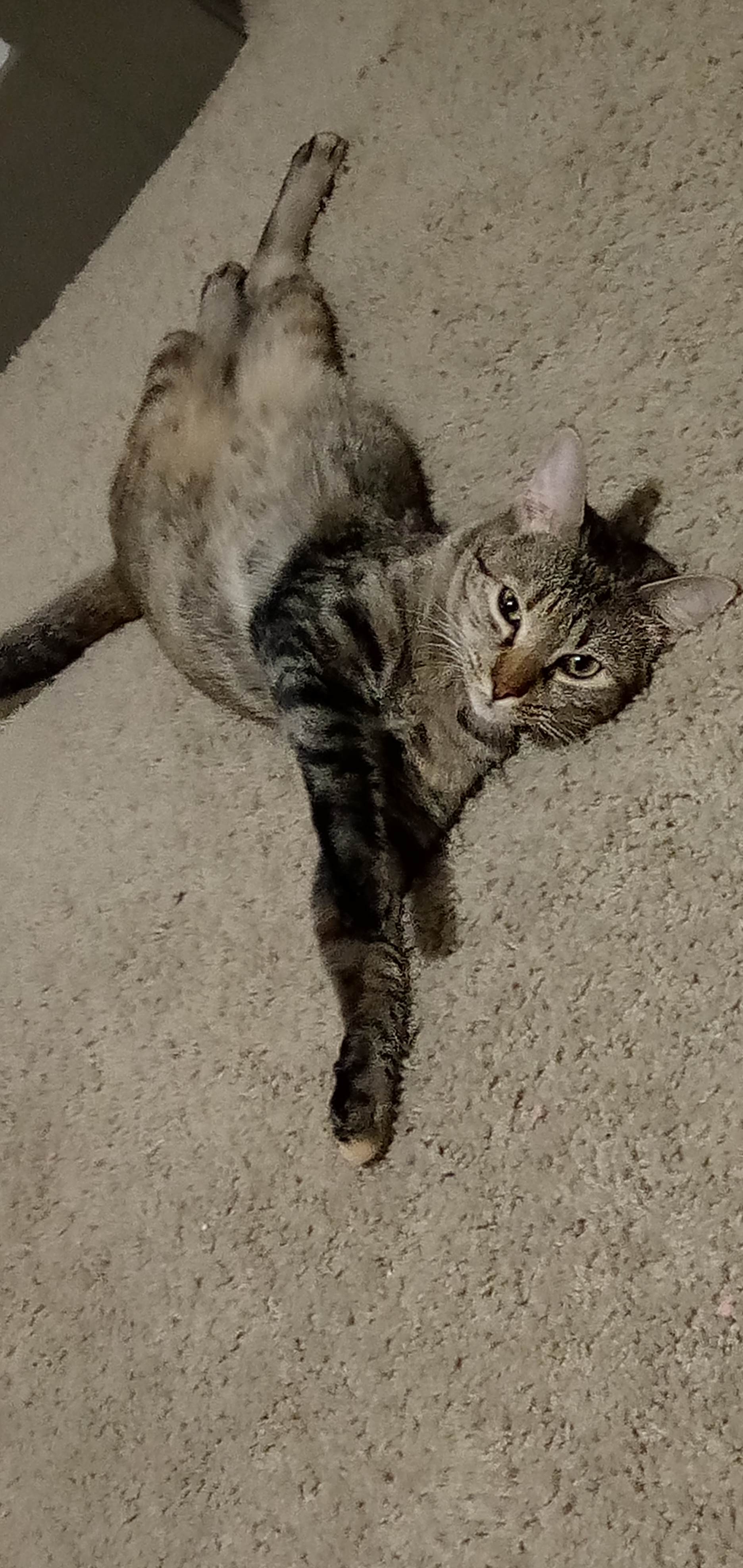 Ivory - A Female Cat Lost - Voss and Westheimer, Houston, Texas, 77057 ...