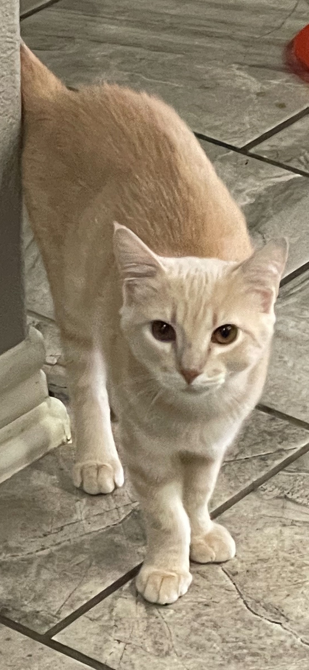 Jun Bug/ Denny - A Male Cat Lost - Sands Lane, Killeen, Texas, 76549 ...