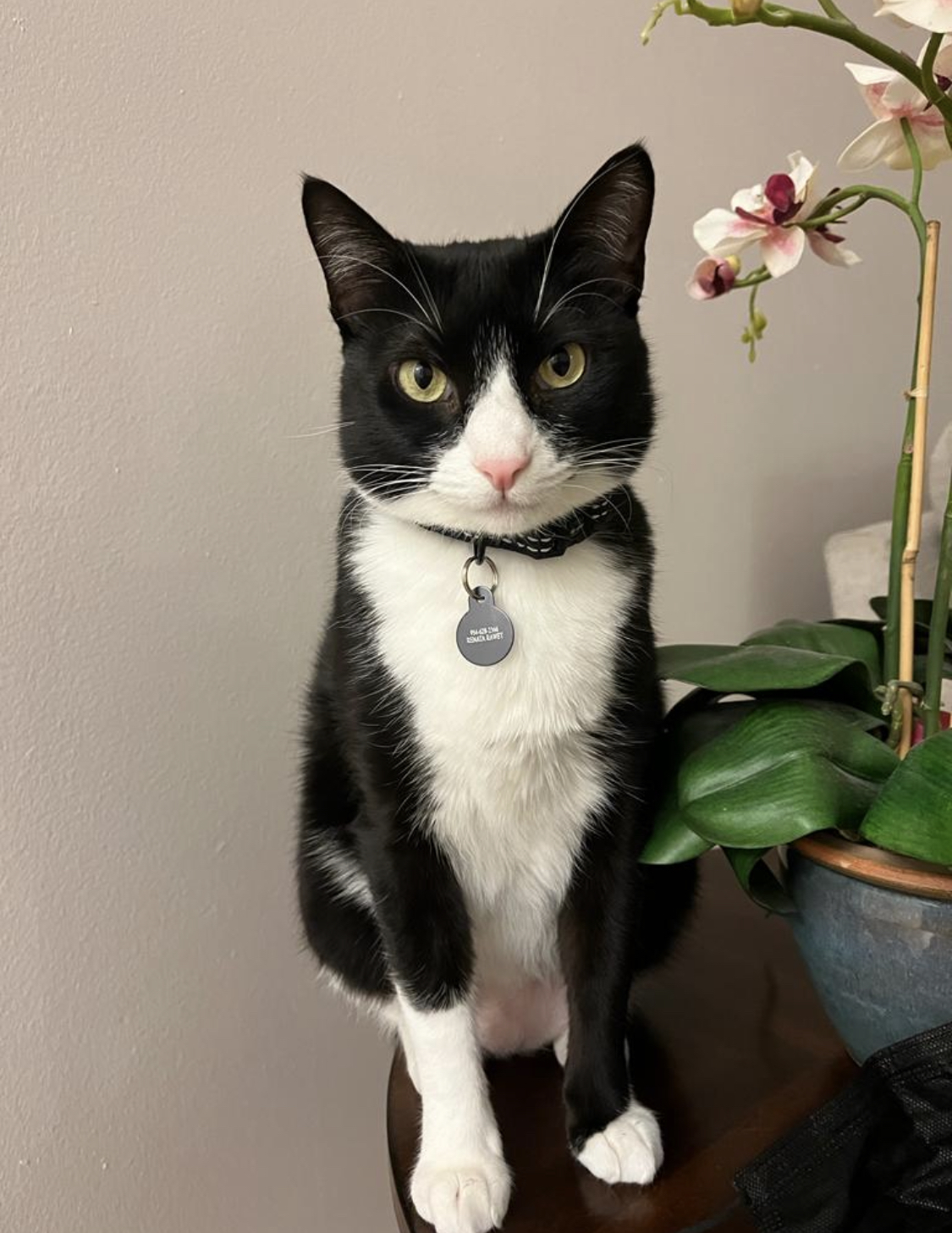 Oreo - A Male Cat Lost - Isles At Weston Avenue, Weston, Florida, 33332 ...
