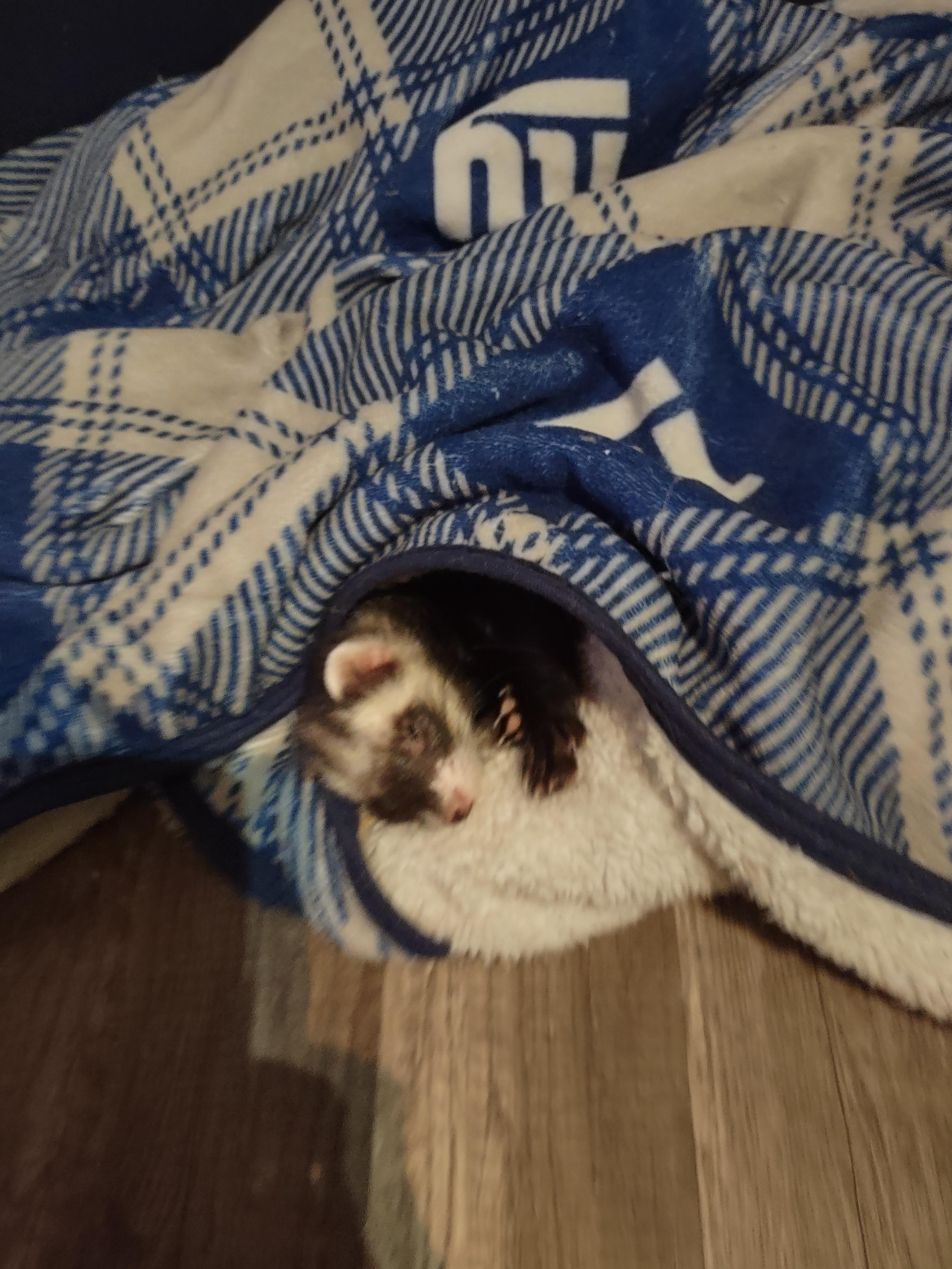 Bandit - A Male Ferret Lost - Adams Street East, East Islip, New York ...