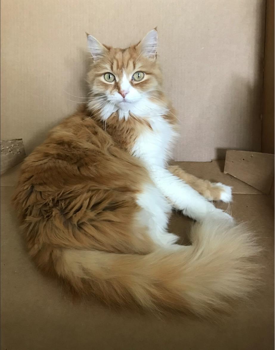 Lando - A Male Cat Lost - RT-202, Lincolndale, New York, 10589 - PawMaw