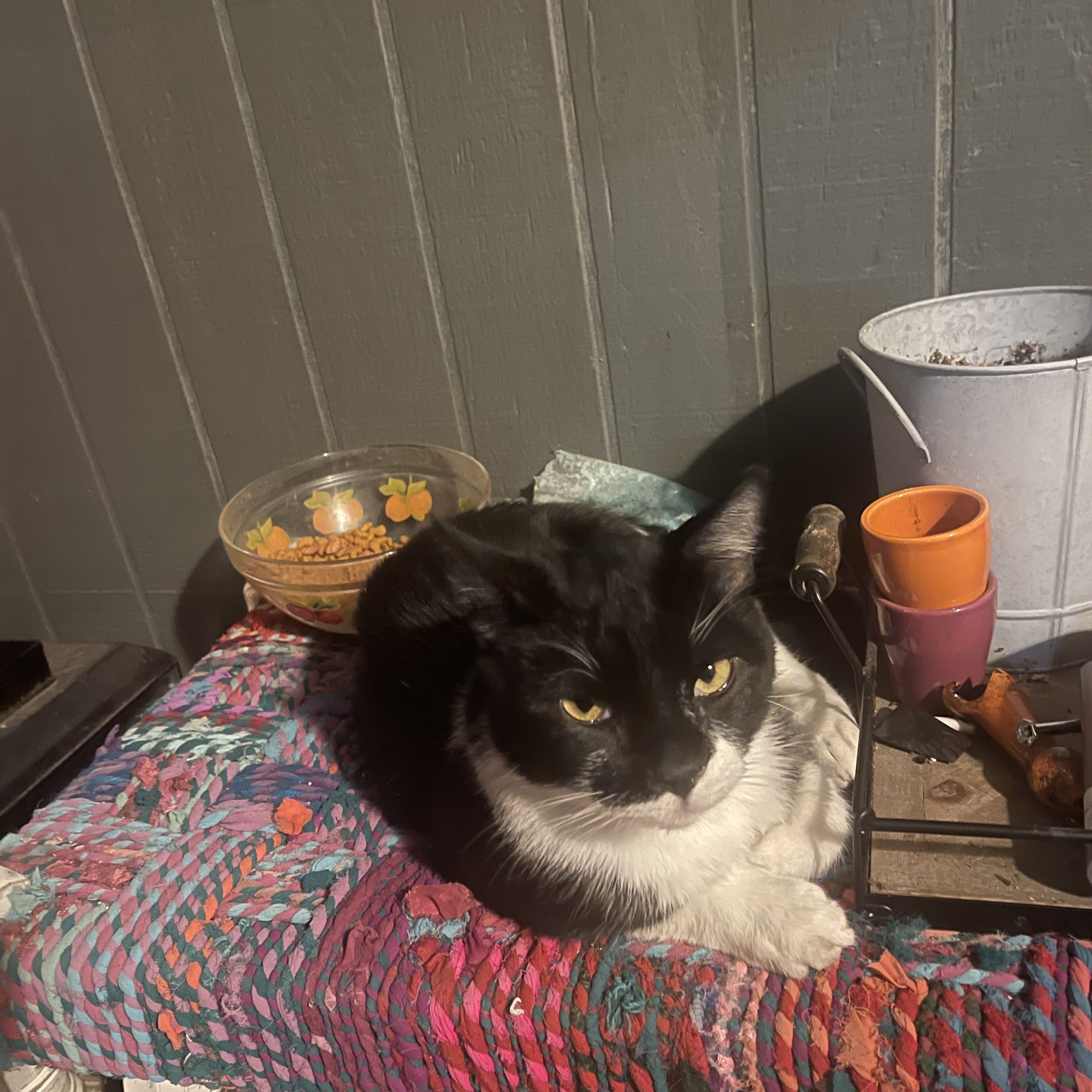 Kitty - A Male Cat Lost - Harlow Road, Springfield, Oregon, 97477 - PawMaw