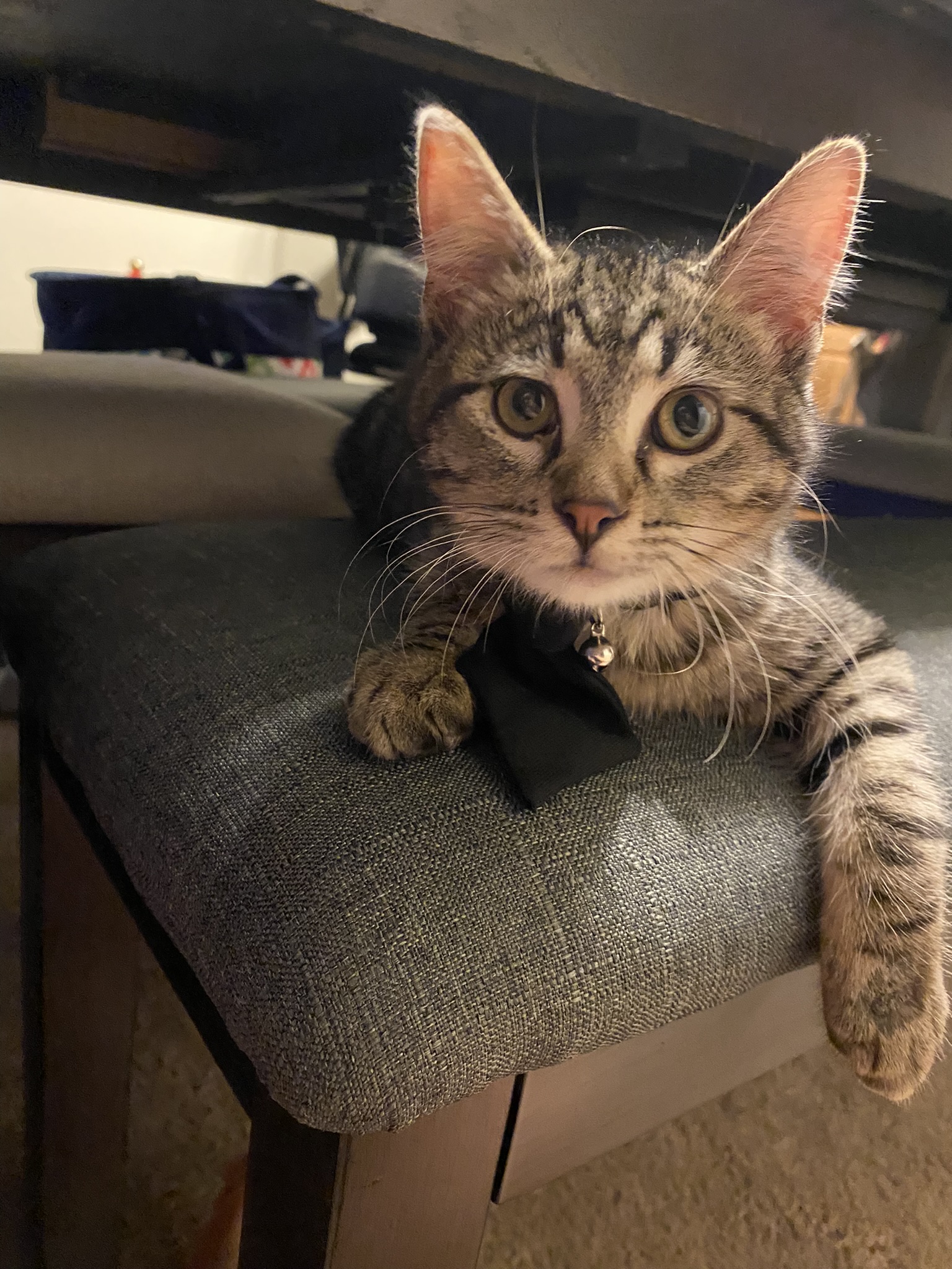 Lars - A Male Cat Reunited - 470, Quail Court Southwest, Cedar Rapids ...