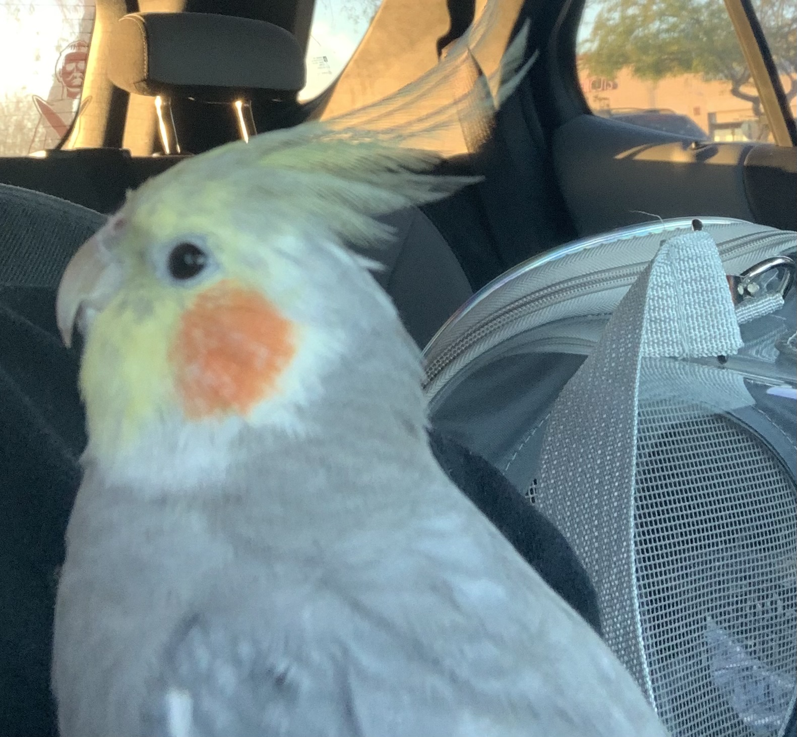 Igor - A Male Bird Lost - E Catalina Hwy, Tucson, Arizona, 85749 - PawMaw