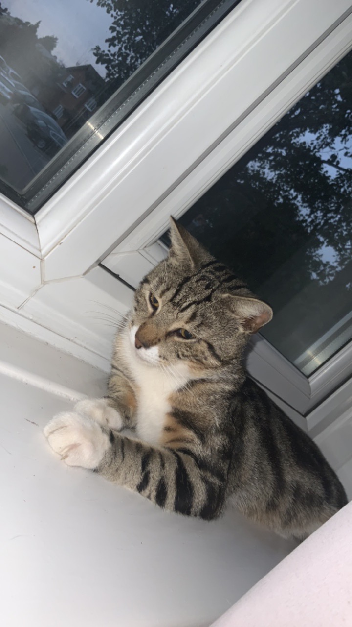 Milo - A Male Cat Lost - Martin Street, , England, LE4 6EU - PawMaw