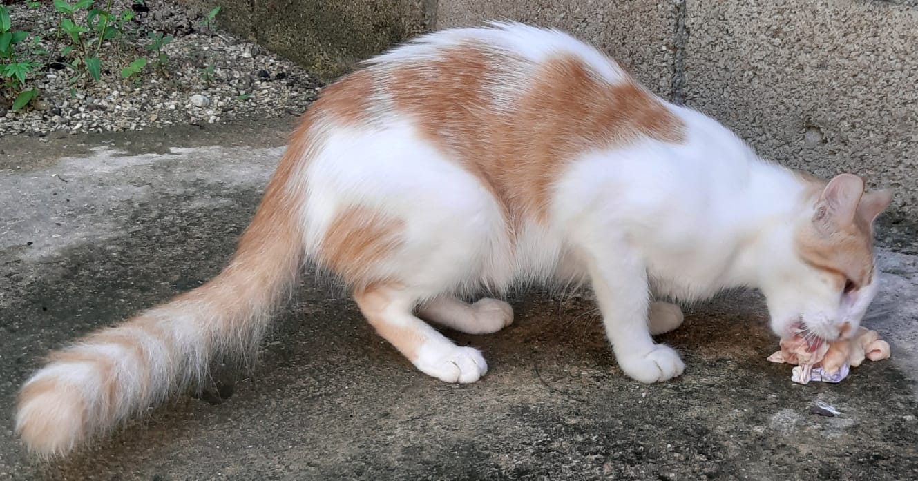 Felix - A Male Cat Lost - Av. 2 de Octubre - C Alfa Sur, Tulum, Q.R ...