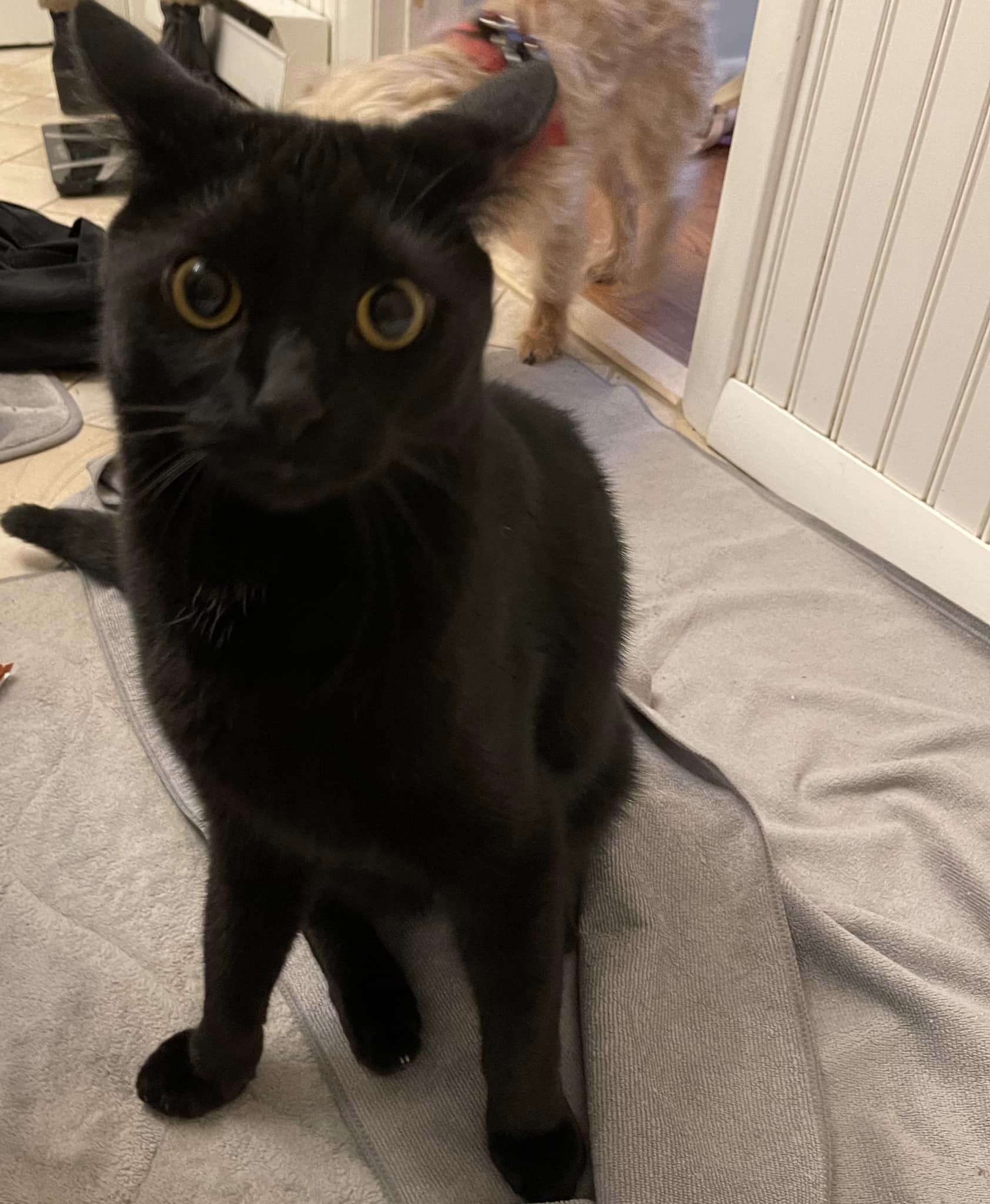 Lando - A Male Cat Lost - RT-202, Lincolndale, New York, 10589 - PawMaw