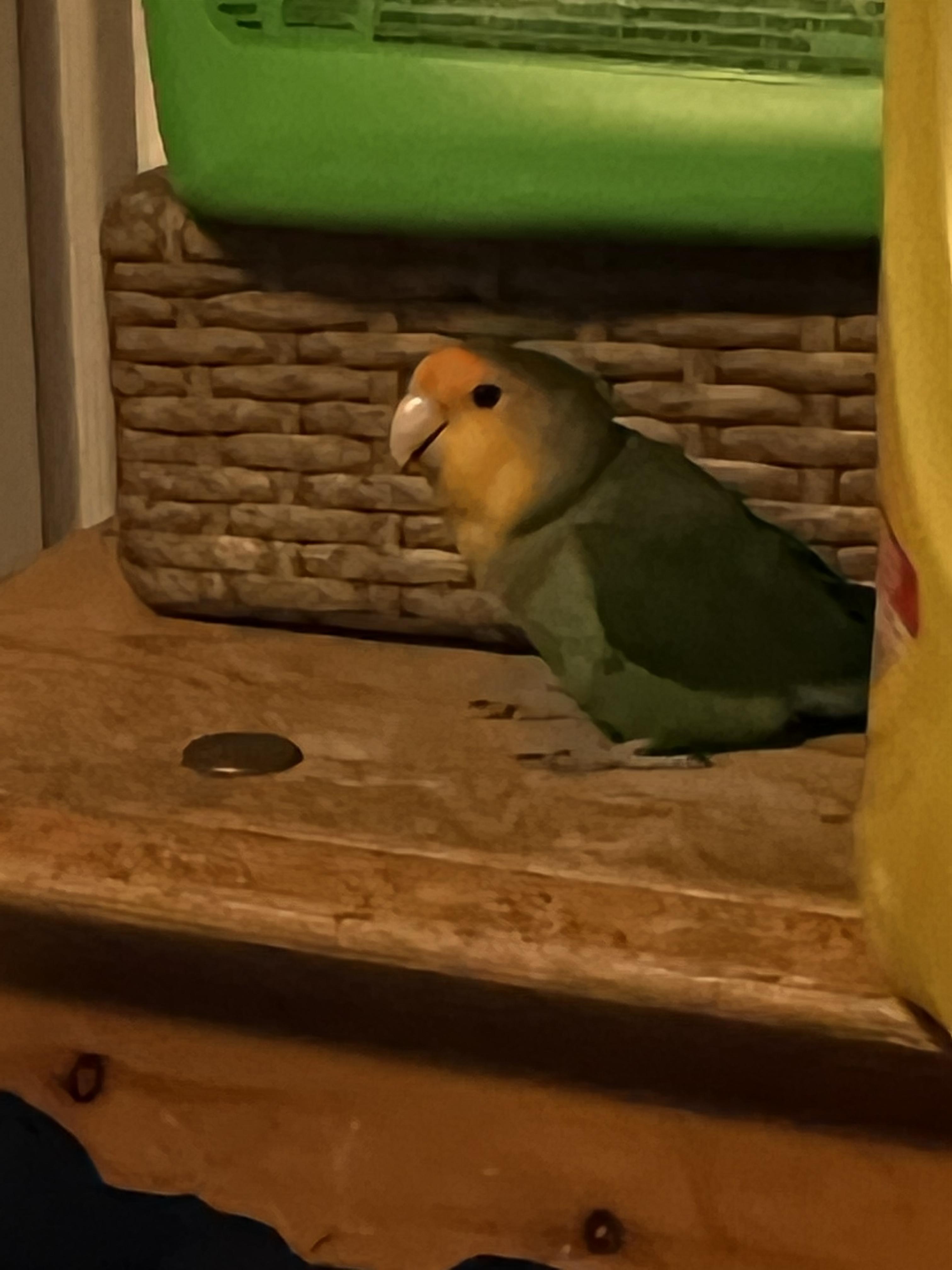 Mango - A Female Bird Lost - 309, South Flower Street, Santa Ana ...