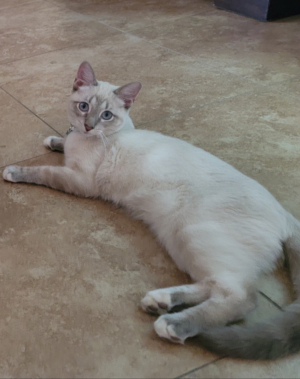 Modelo - A Male Cat Lost - 9638, San Simeon Drive, Desert Hot Springs ...