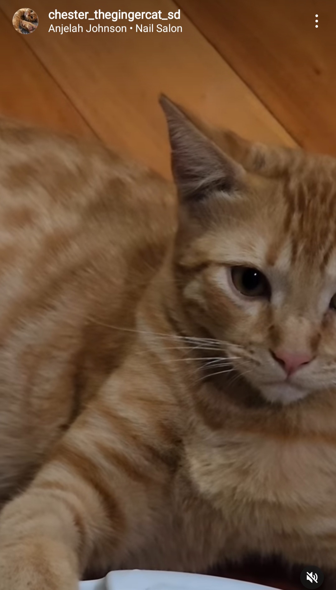 Oreo - A Male Cat Lost - 10359, Centinella Drive, La Mesa, California ...