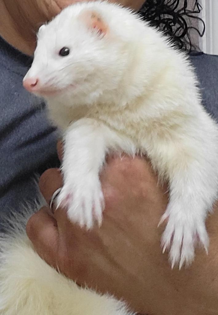 Coco - A Male Ferret Lost - 6570, East Pipe Spring, Las Vegas, Nevada ...