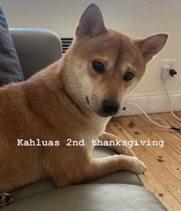 Kahlua - A Female Dog Lost - Pennyslvania, Miami Beach, Florida, 33139 ...