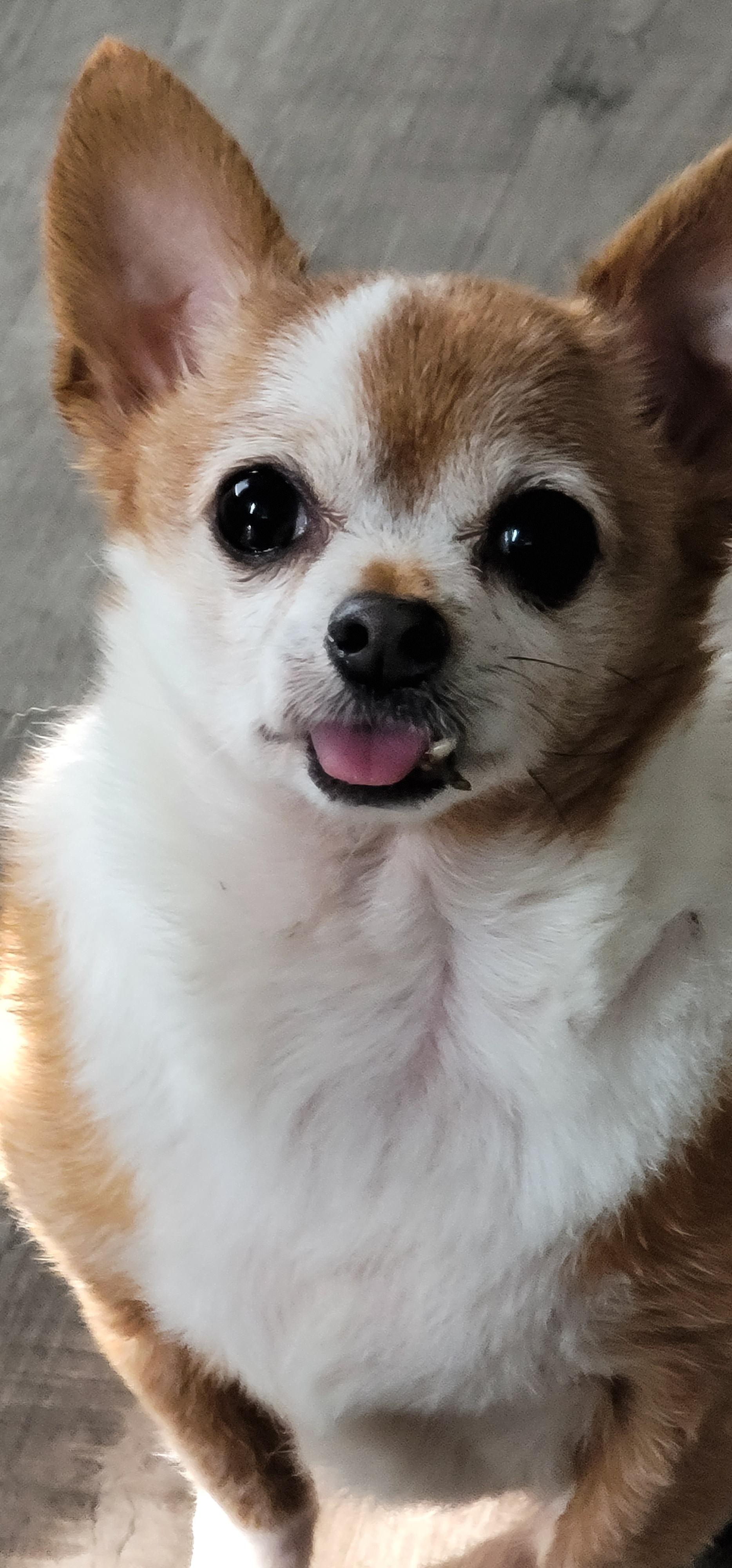 Jaxon - A Male Dog Lost - E 28th St, Los Angeles, California, 90011 ...