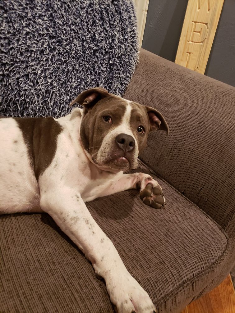 Barnabas - A Male Dog Lost - 585, Cheraw Road, Hamlet, North Carolina ...