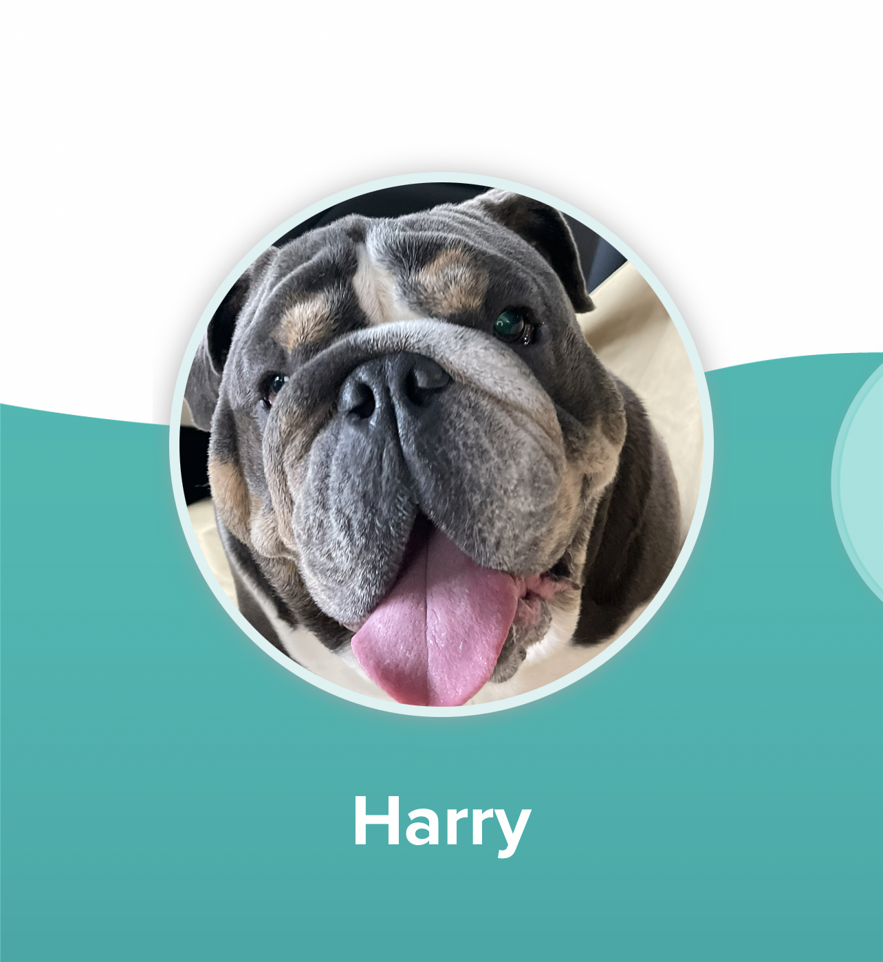 Harry - A Male Dog Lost - 7031 mullens rd se, Lacey, Washington, 98503 ...