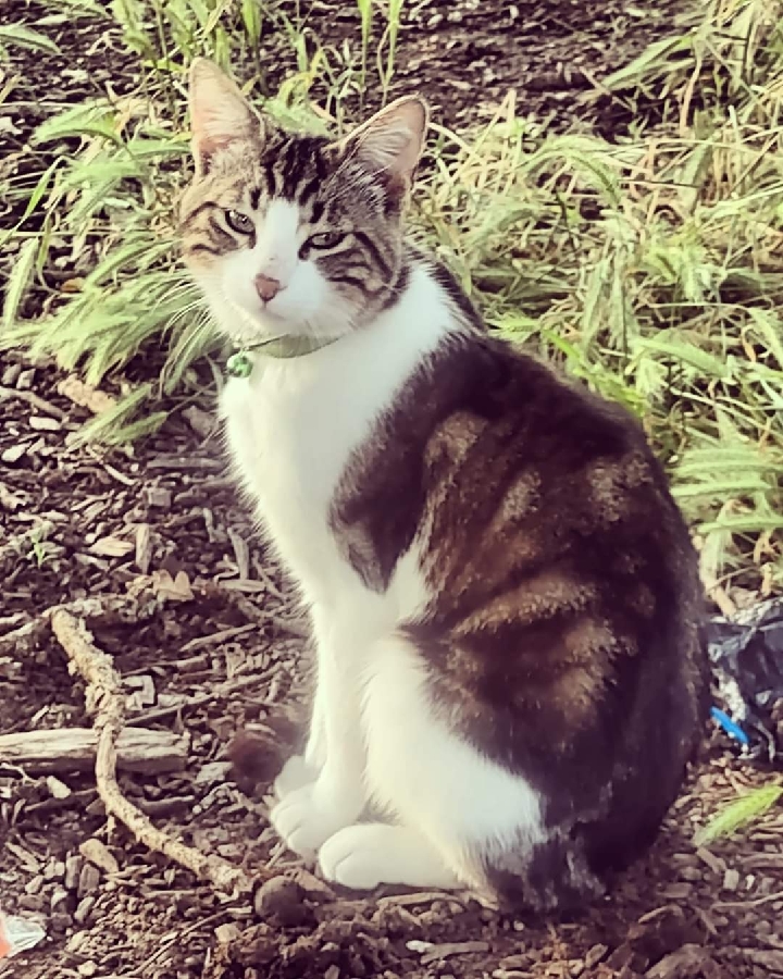 Kitty - A Male Cat Lost - Harlow Road, Springfield, Oregon, 97477 - PawMaw