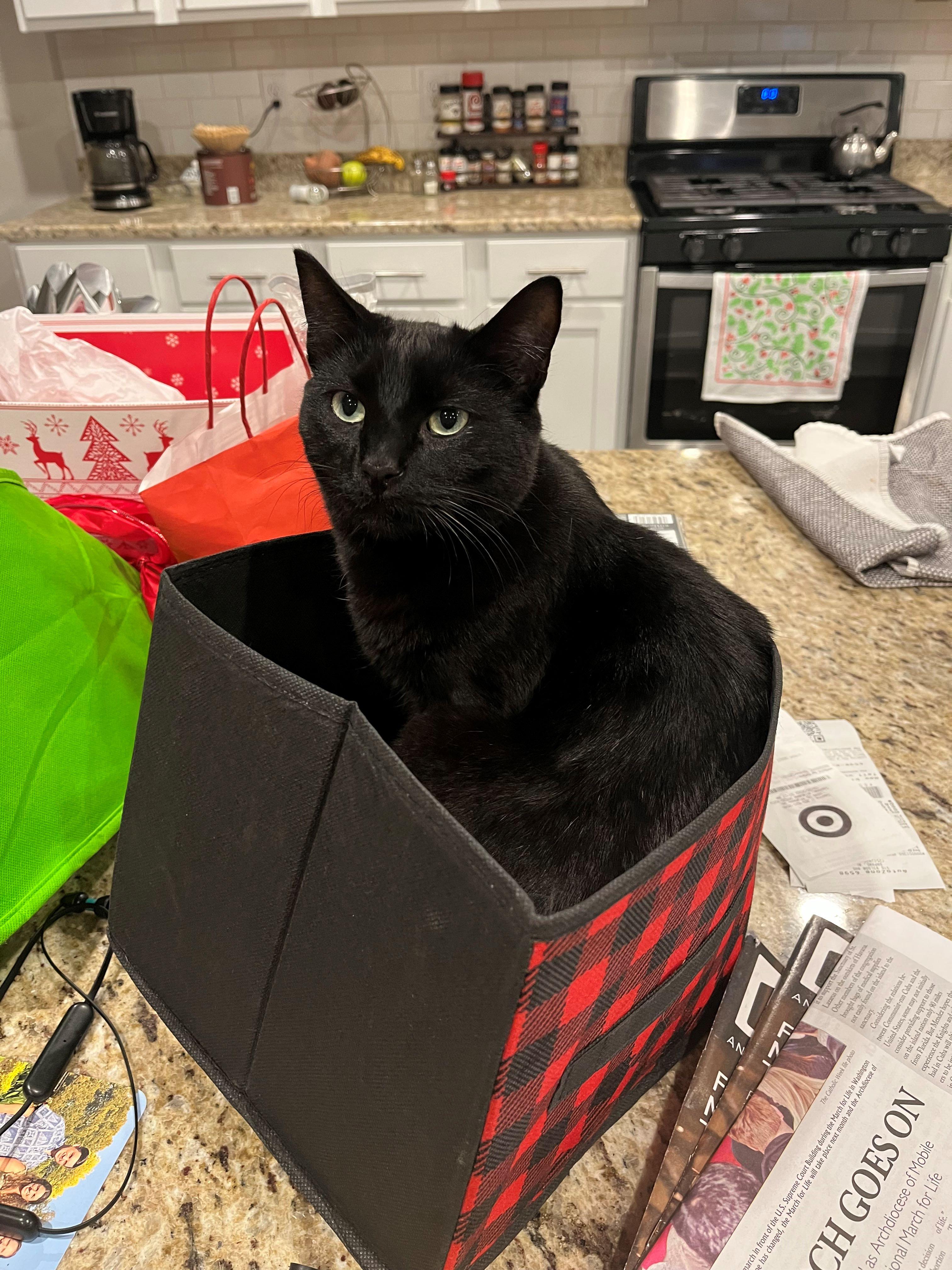 Rambo - A Male Cat Lost - Smarty Jones Cir, Ward, Arkansas, 72007 - PawMaw