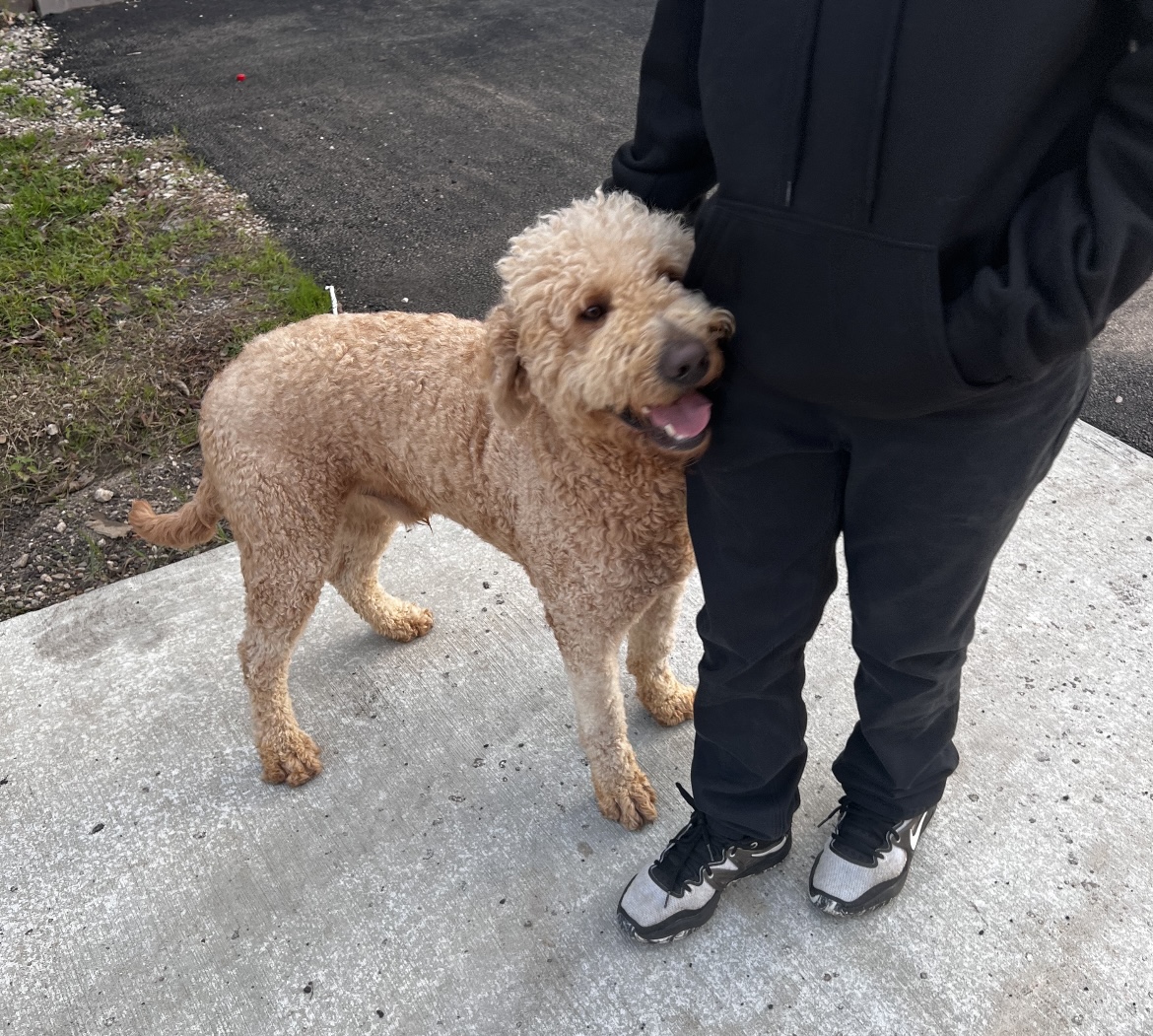 Titere - A Male Dog Lost - 5100, Lahoma Street, Dallas, Texas, 75235 ...