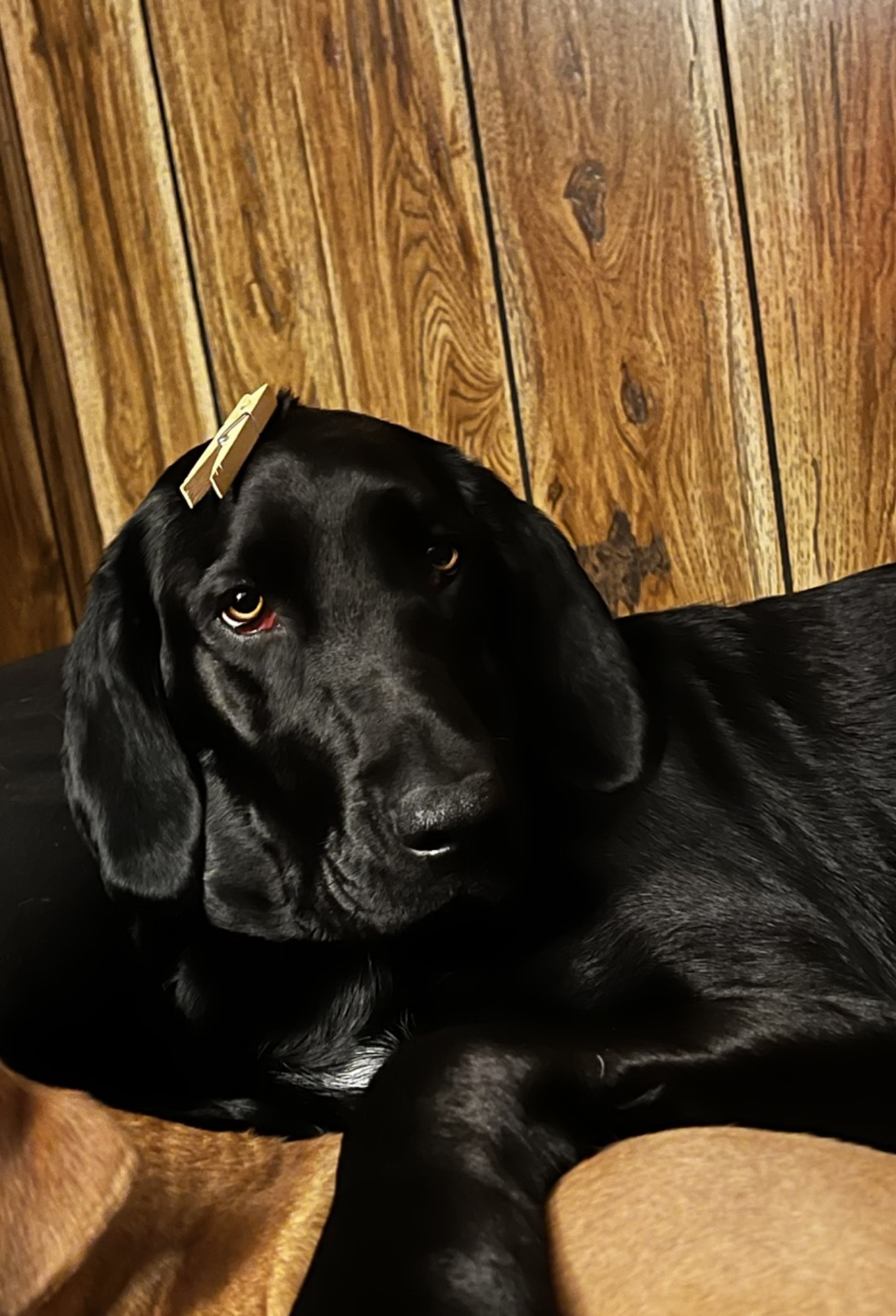 Winnie - A Female Dog Lost - 1800 rd, Lecompton, Kansas, 66050 - PawMaw