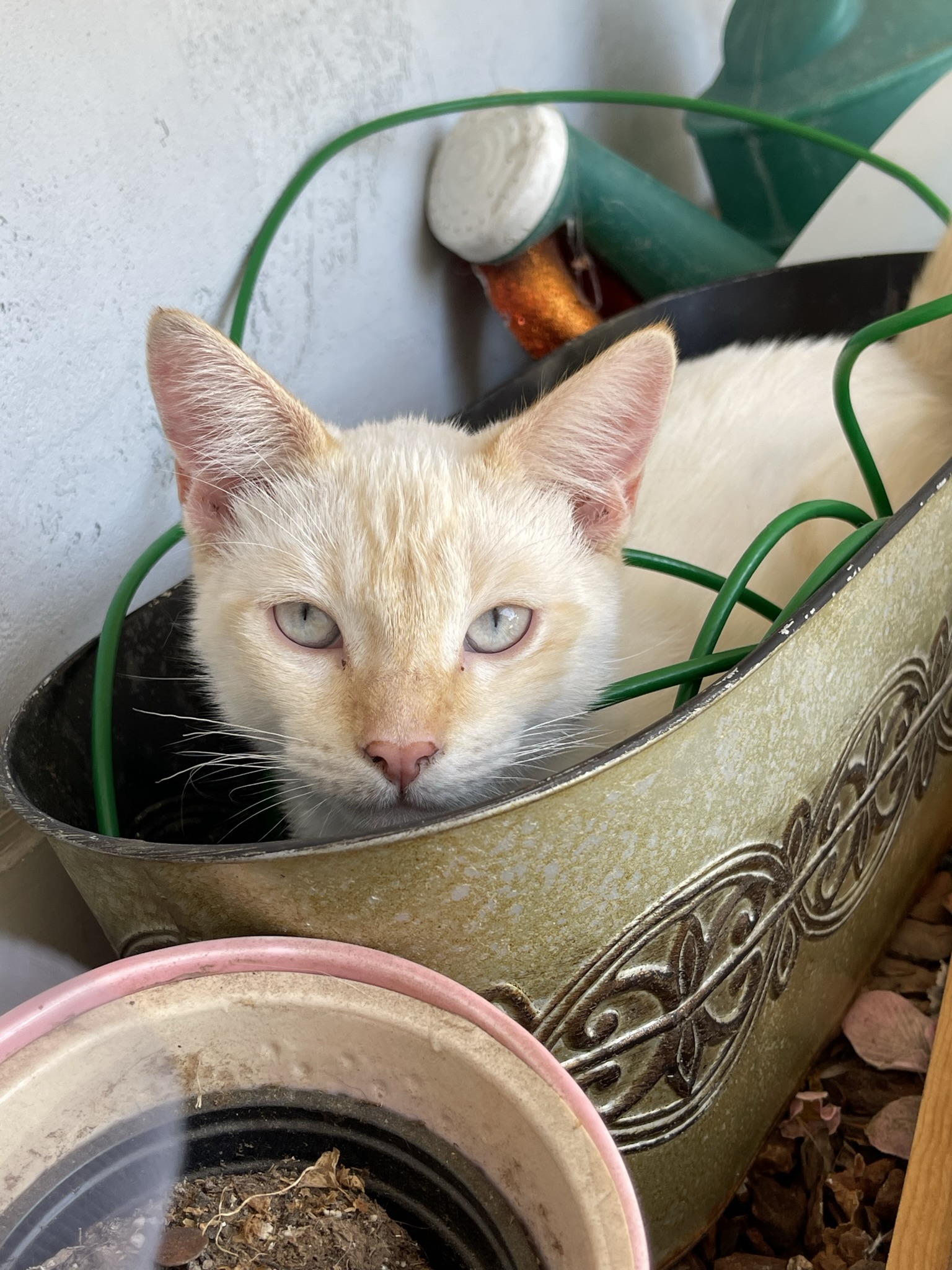 Oreo - A Male Cat Lost - 10359, Centinella Drive, La Mesa, California ...