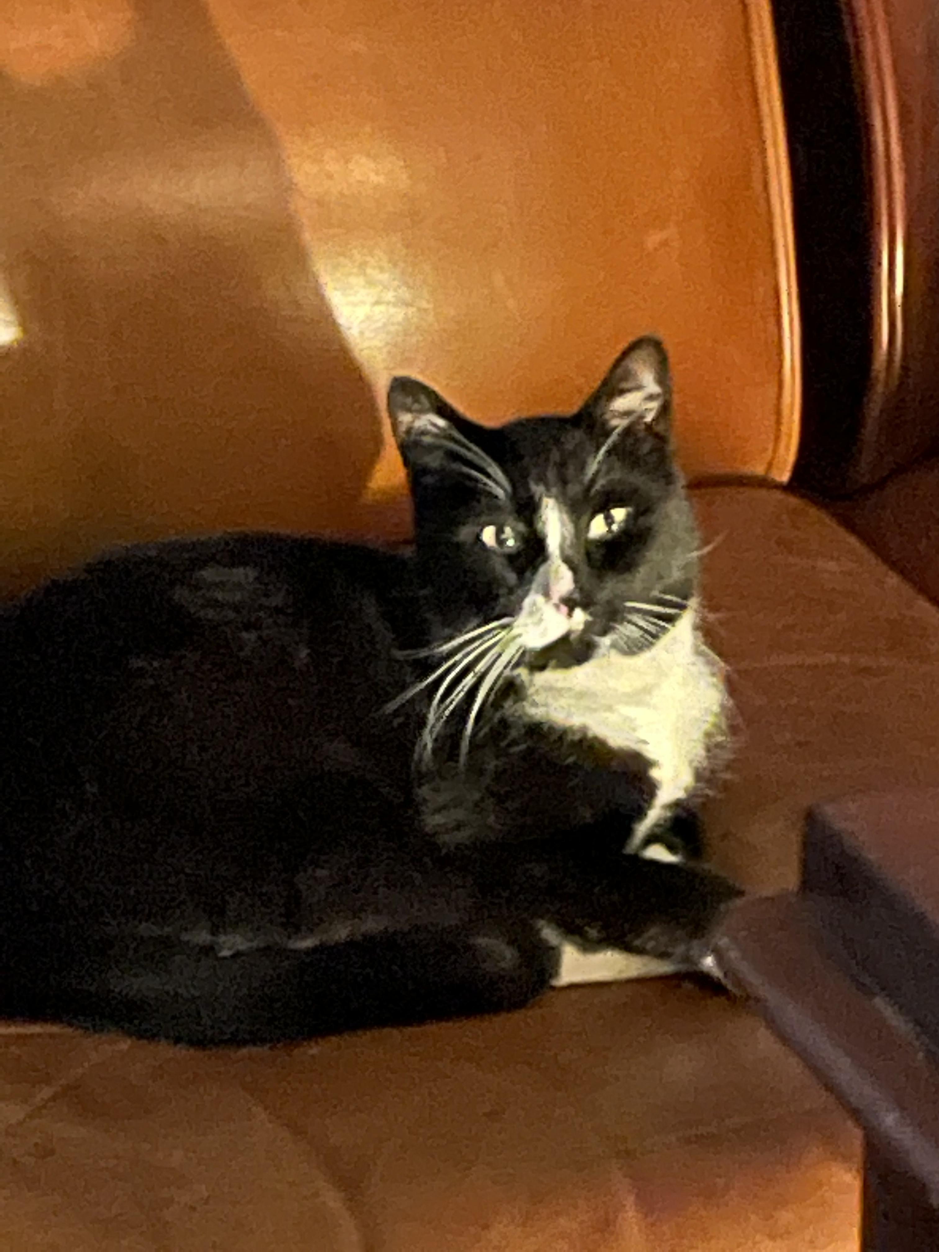 Rinny - A Male Cat Lost - Lance Drive, Santa Rosa, California, 95401 - PawMaw