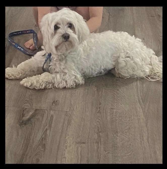 Benjie - A Male Dog Lost - 60th ave and silverton rd ne, Salem, Oregon ...