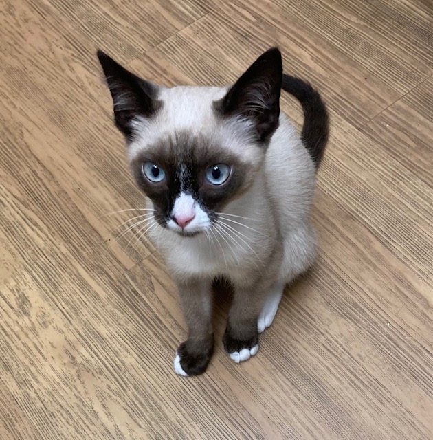 Coco - A Male Cat Lost - 593, Cardiff, Irvine, California, 92606 - PawMaw