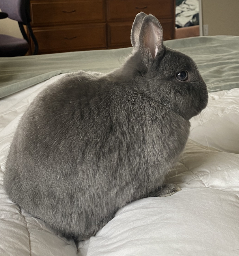 Potter - A Male Rabbit Lost - 91 freeway and fourteenth, Riverside ...